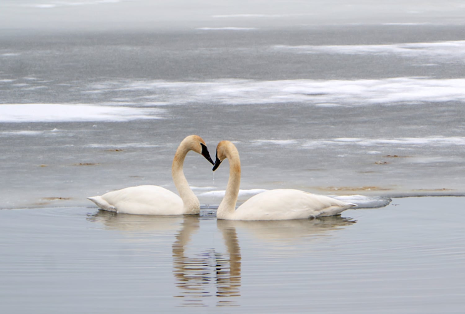 February Viewer Photos – CTVNews