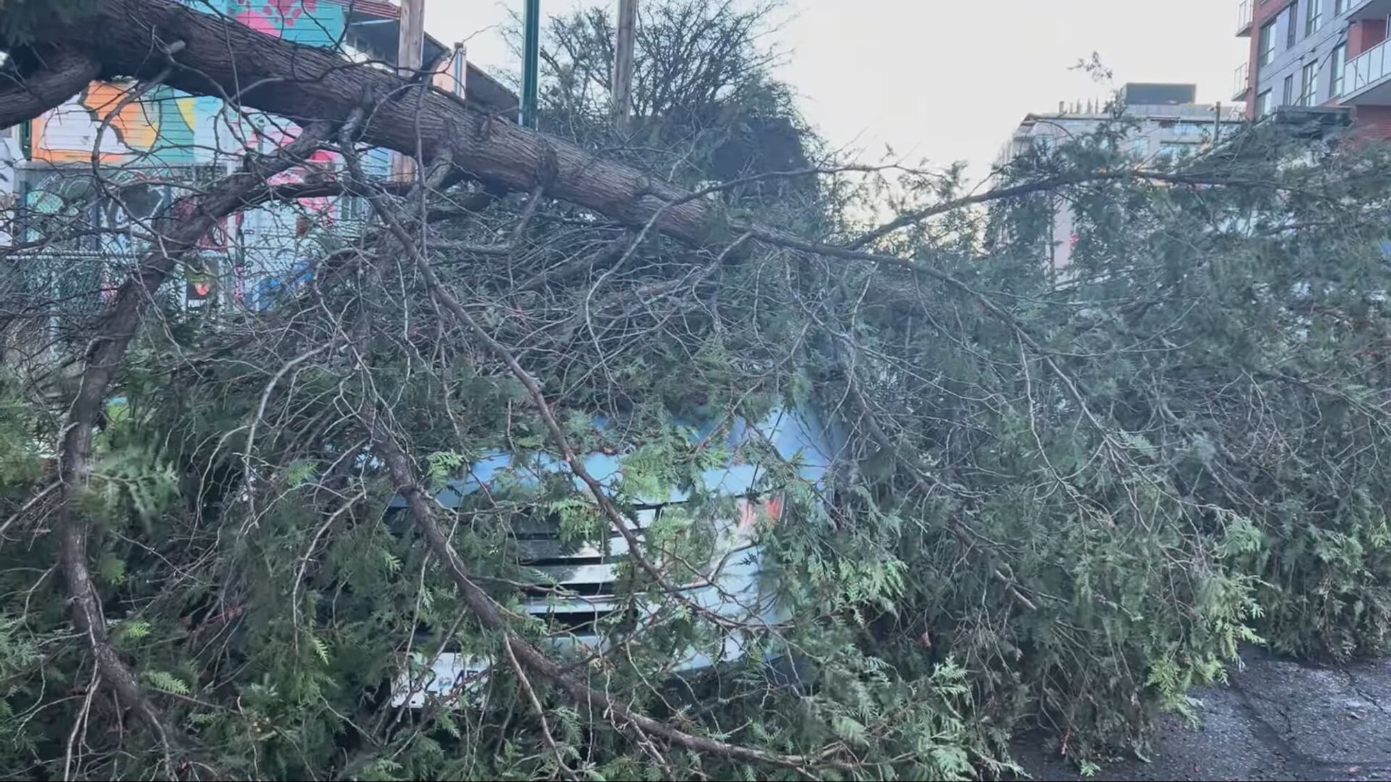 Clean up underway after B.C. windstorm – CTVNews