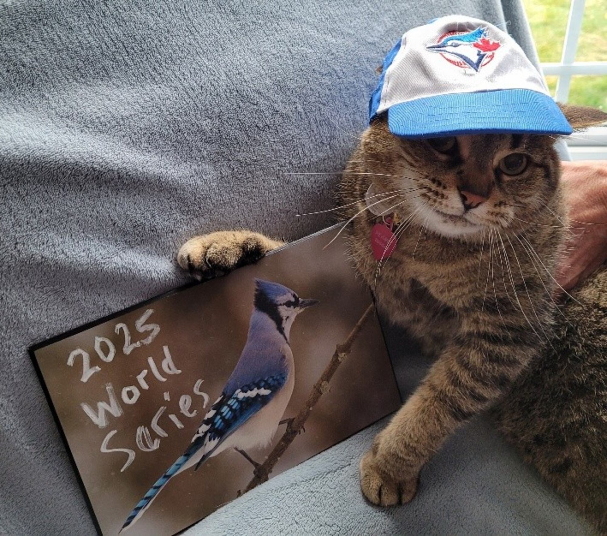 Blue Jays spirit! Show us what you've got! – CTVNews