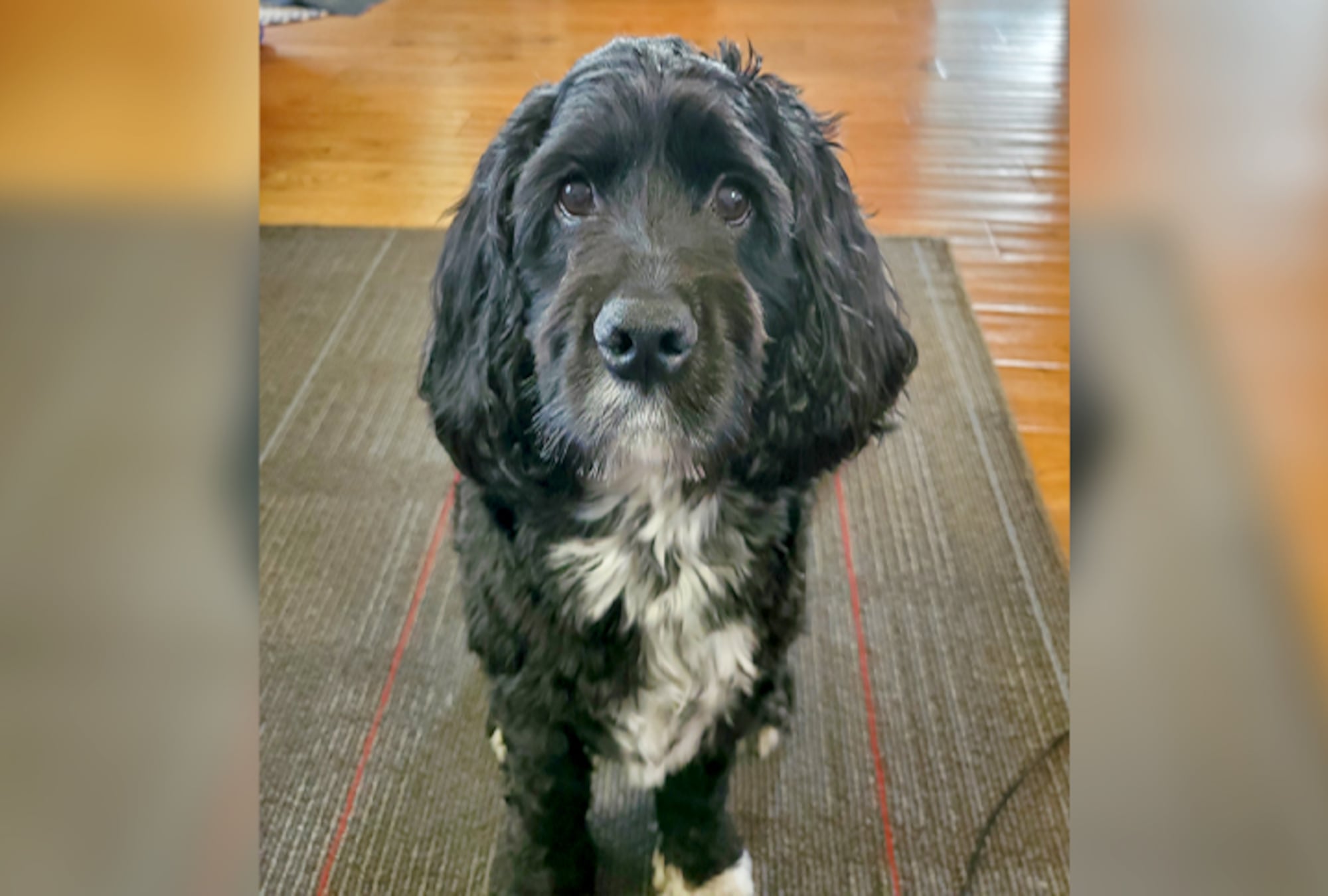 May Dogs of the Day – CTVNews