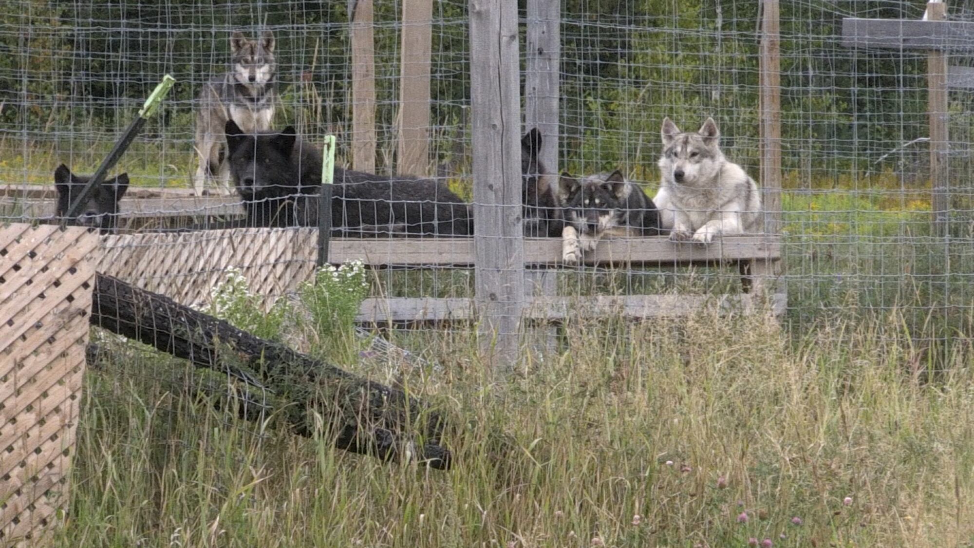 Wahnapitae Wolf Dogs Ctvnews