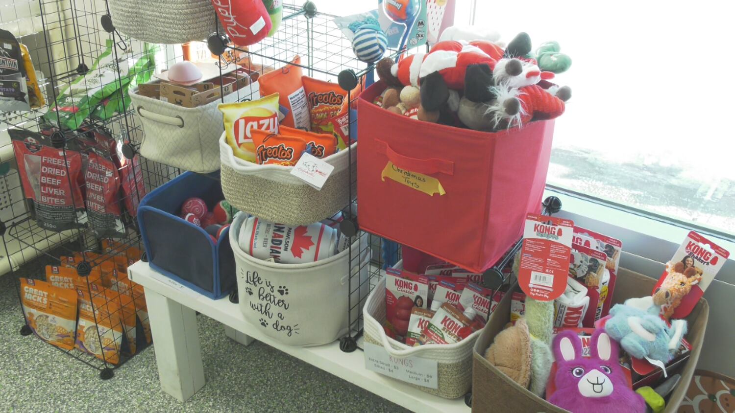 Parachutes for Pets Edmonton – CTVNews