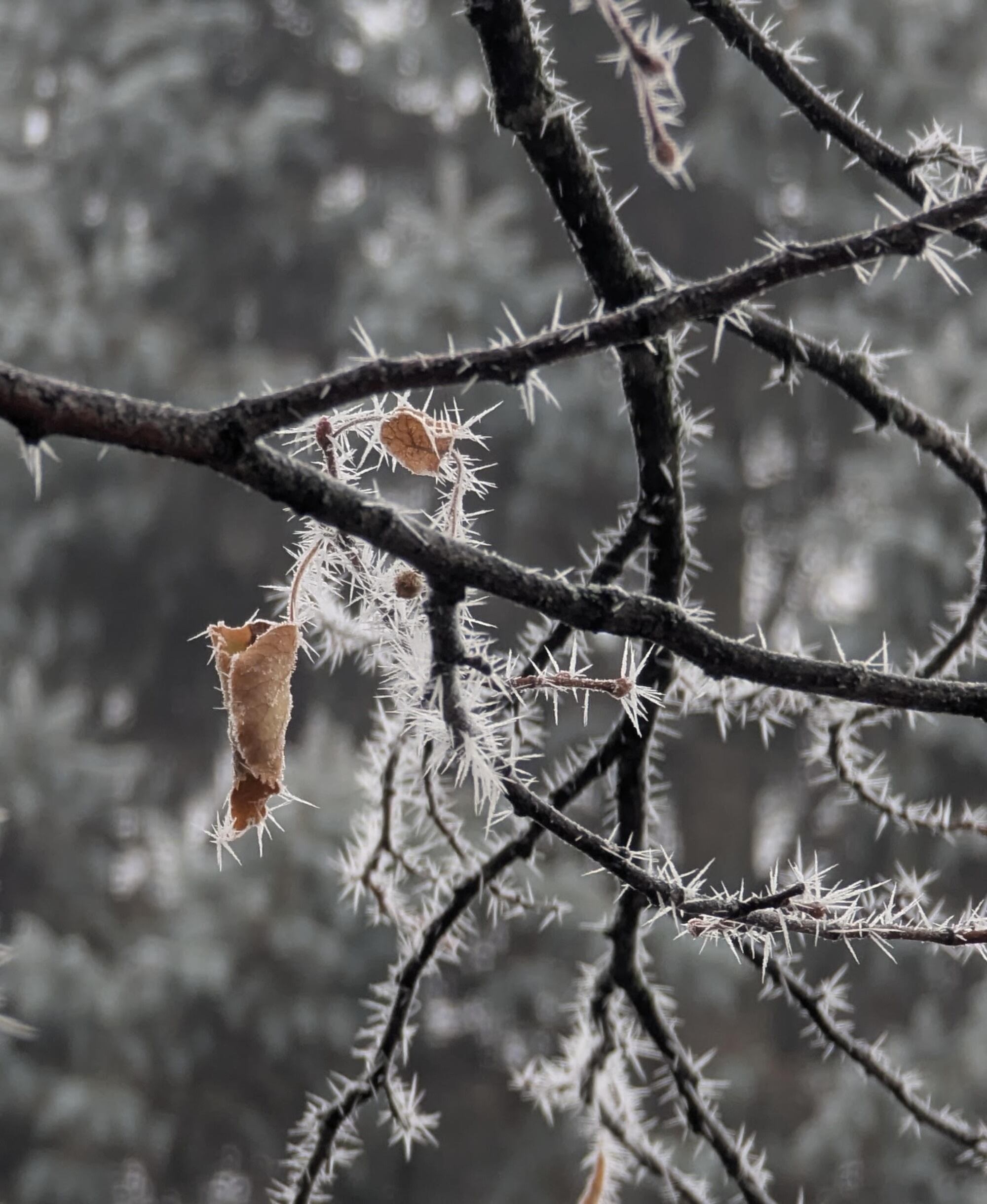 Ice fog coats Ottawa in a layer of frost – CTVNews