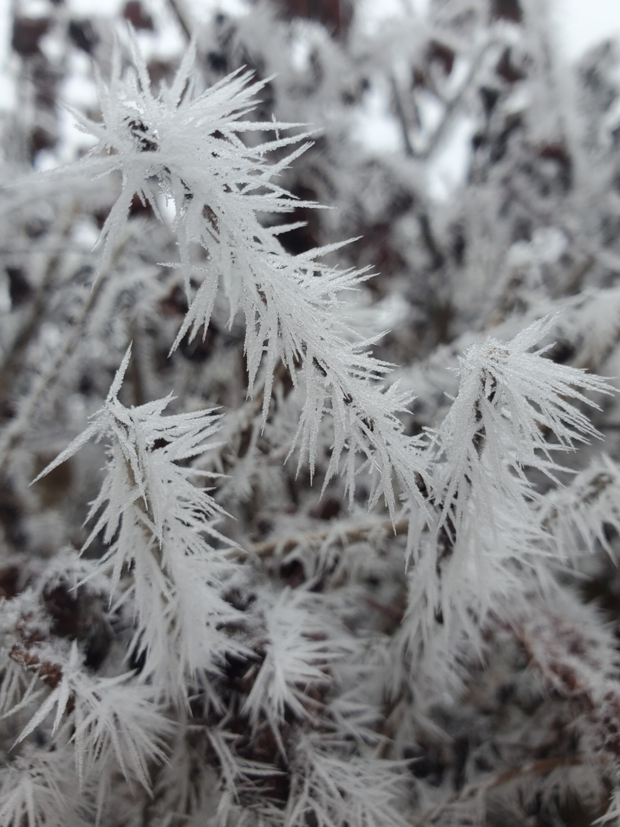 Ice fog coats Ottawa in a layer of frost – CTVNews