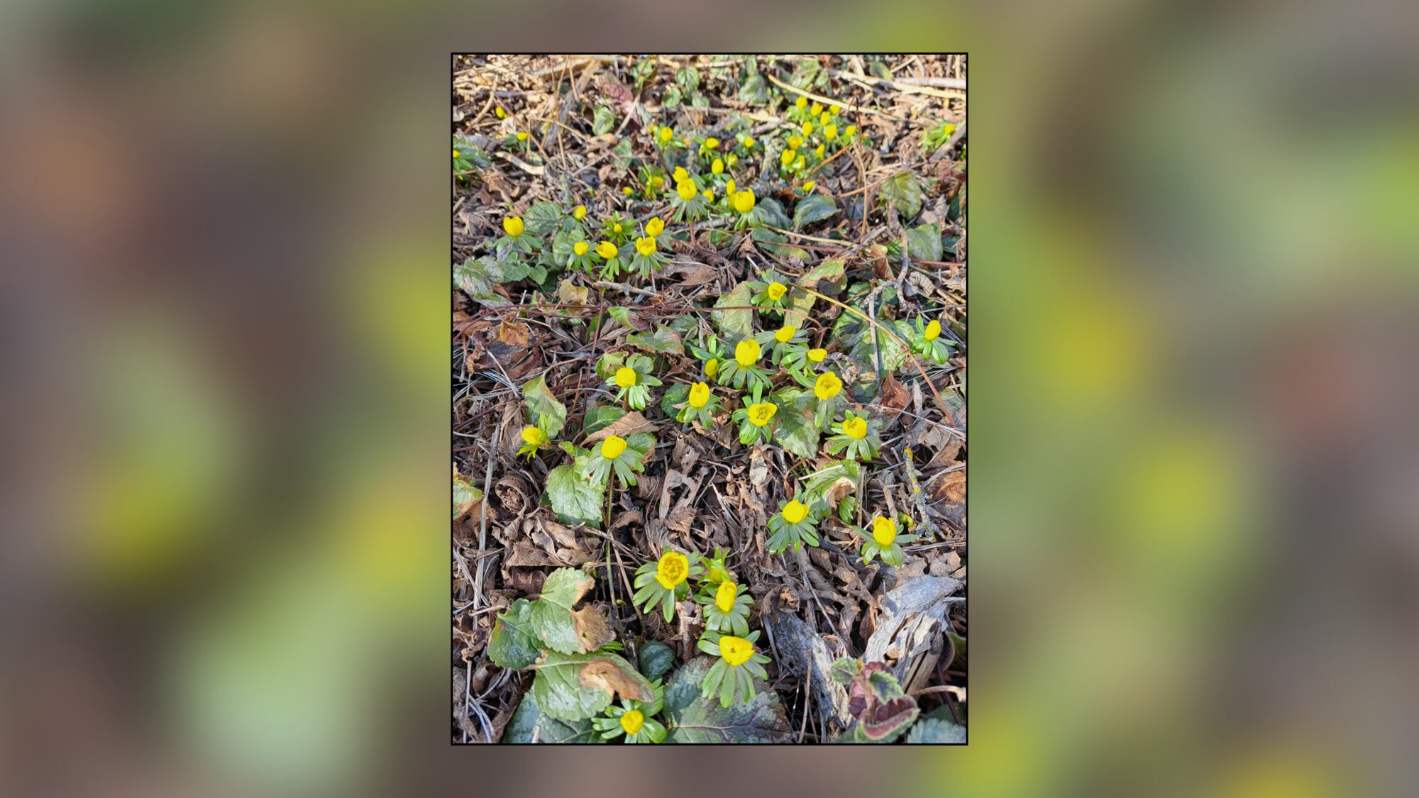 Picture This: Signs of Spring – CTVNews
