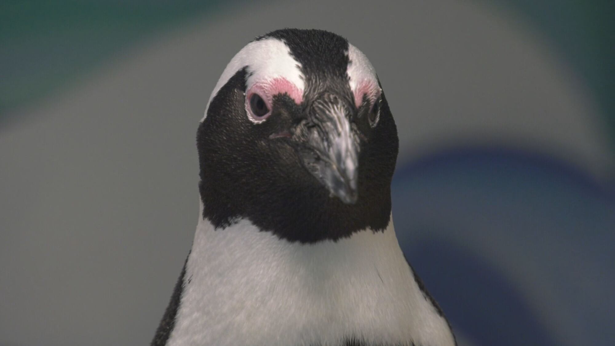 Millie the African penguin at West Edmonton Mall's Marine Life – CTVNews