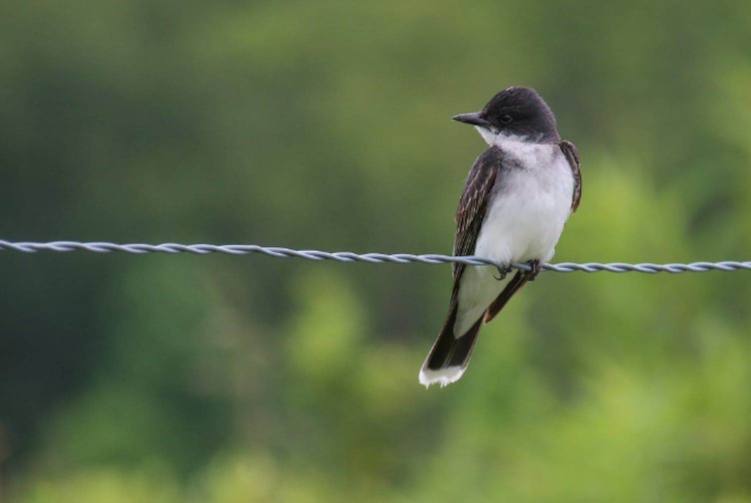 Caledon's official bird – CTVNews