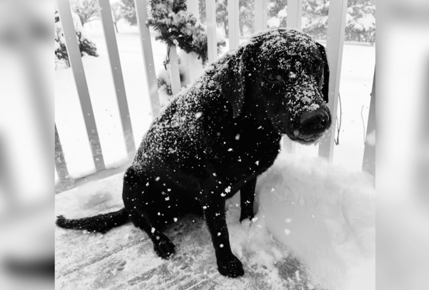 January Dogs of the Day – CTVNews