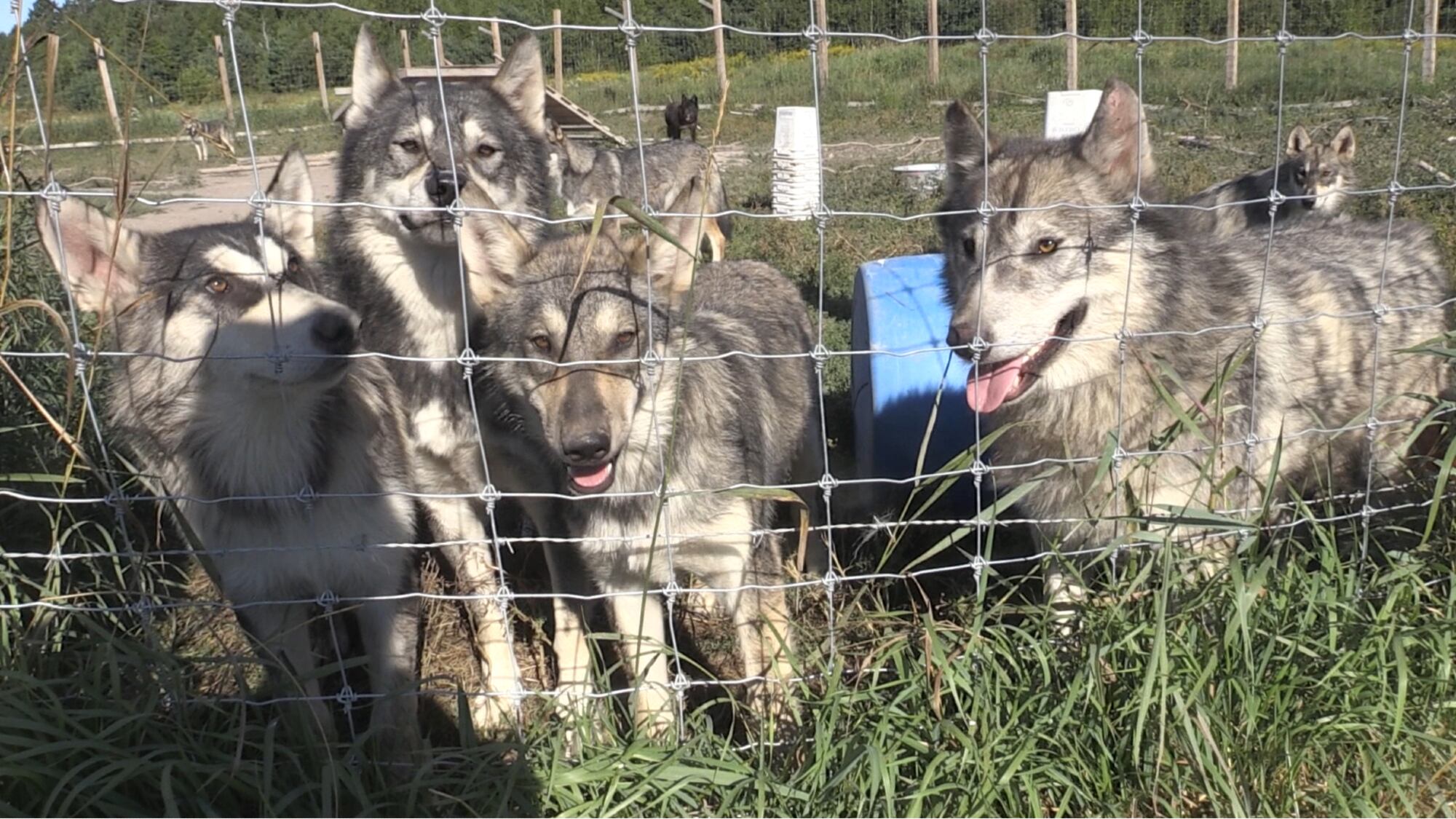 Wahnapitae Wolf Dogs Ctvnews