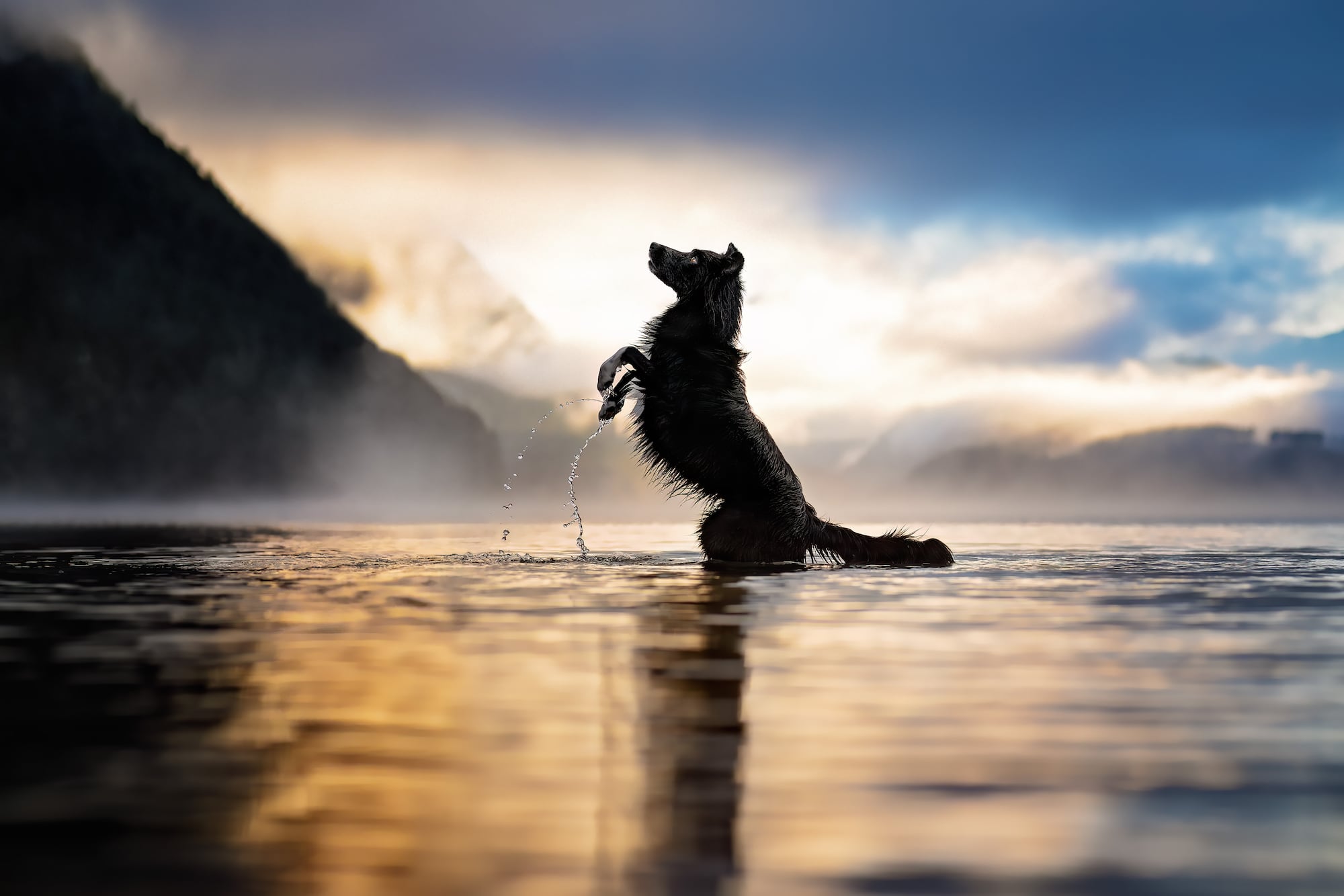 These are the winning shots from the world’s biggest pet photo ...