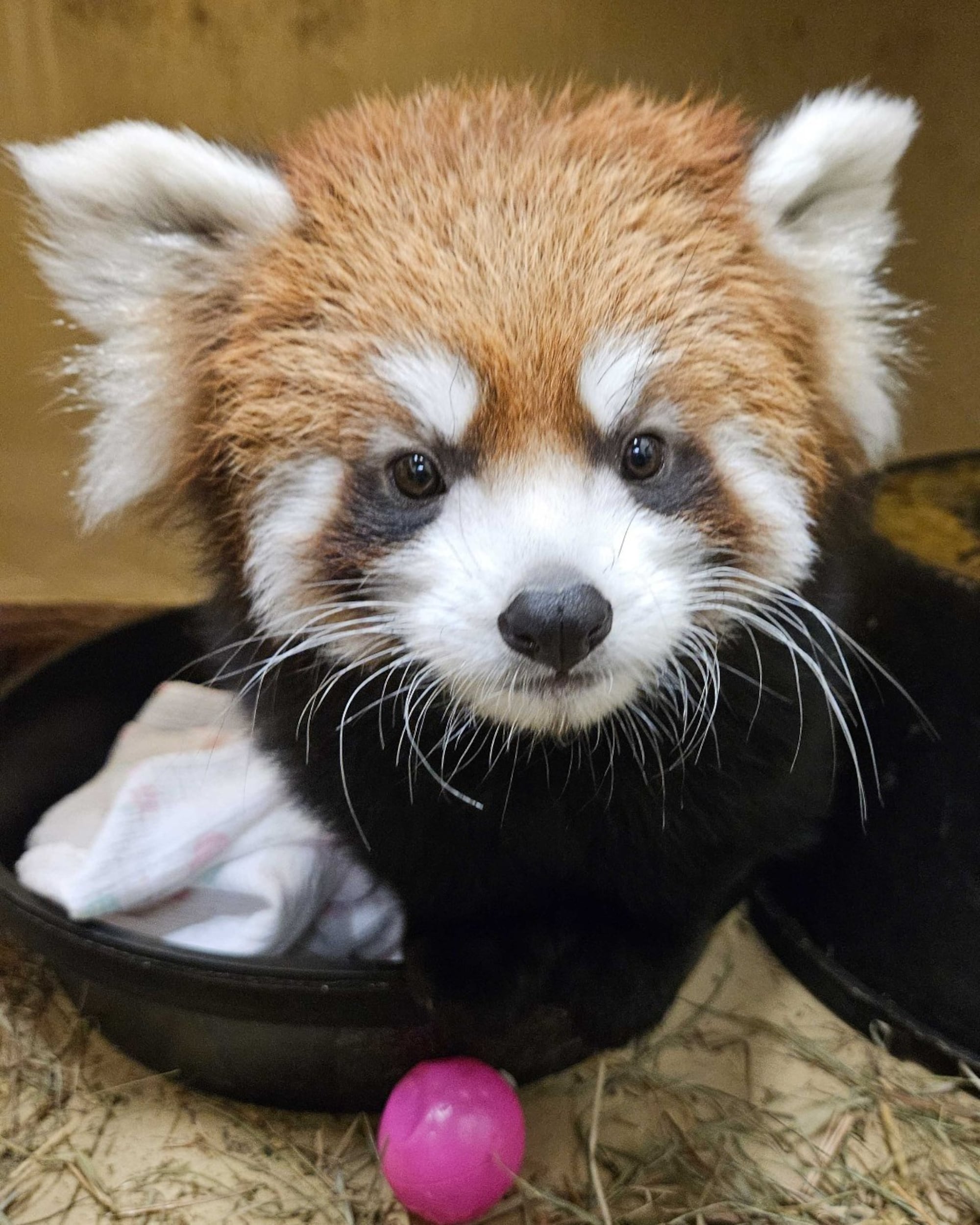 Baby animals born at the Toronto Zoo – CTVNews