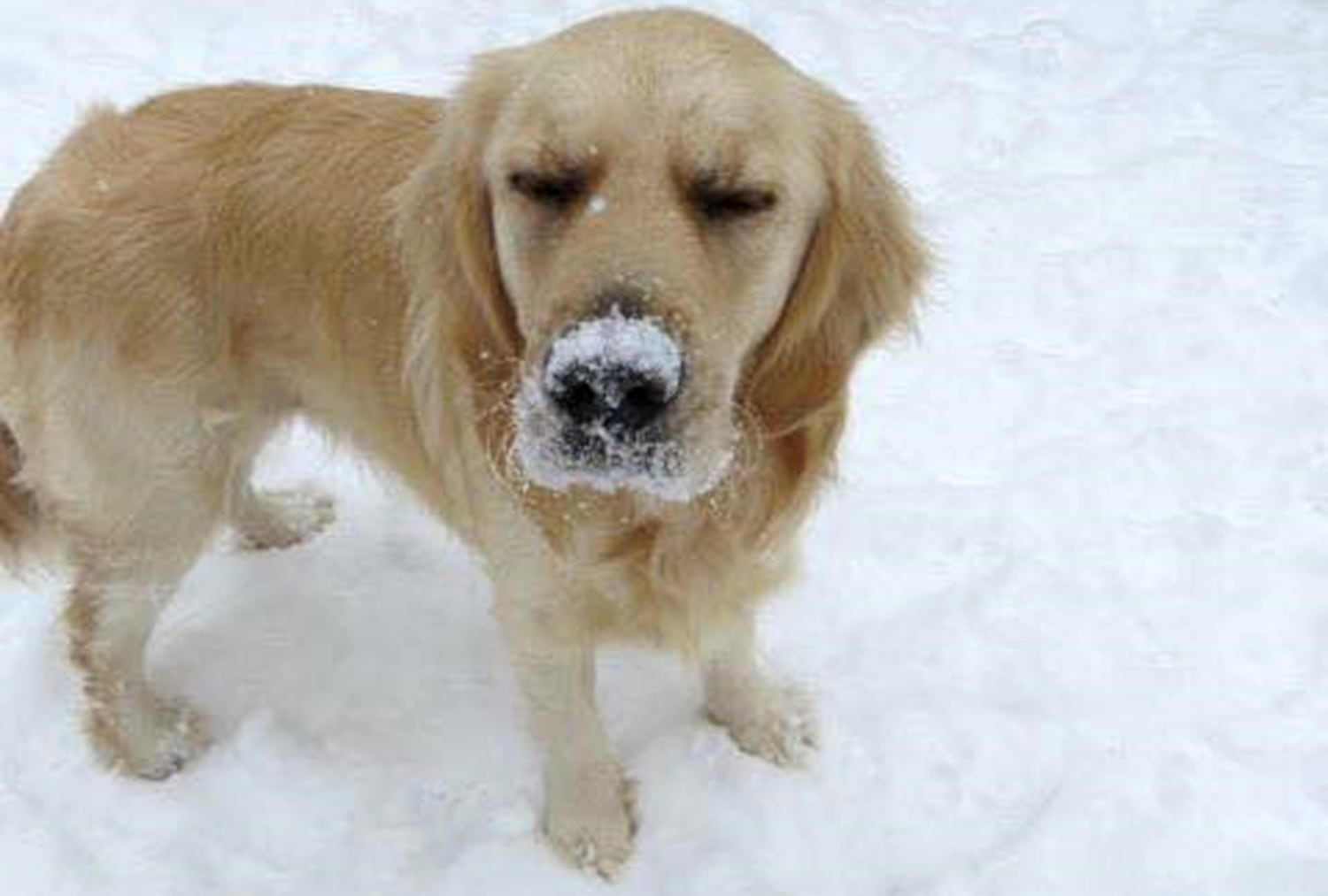 January Dogs of the Day – CTVNews