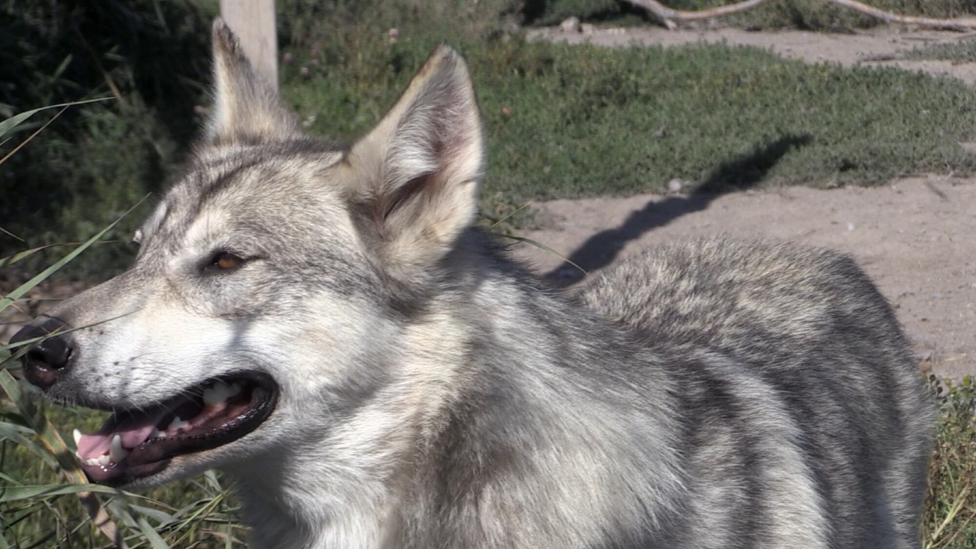 Wahnapitae wolf-dogs – CTVNews