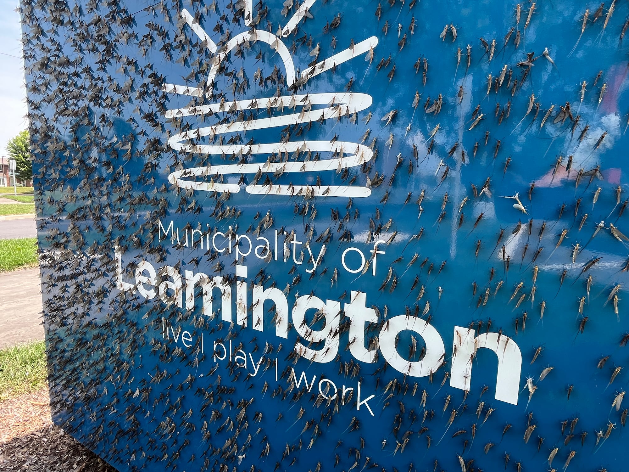 Fish flies in Leamington Ont. – CTVNews