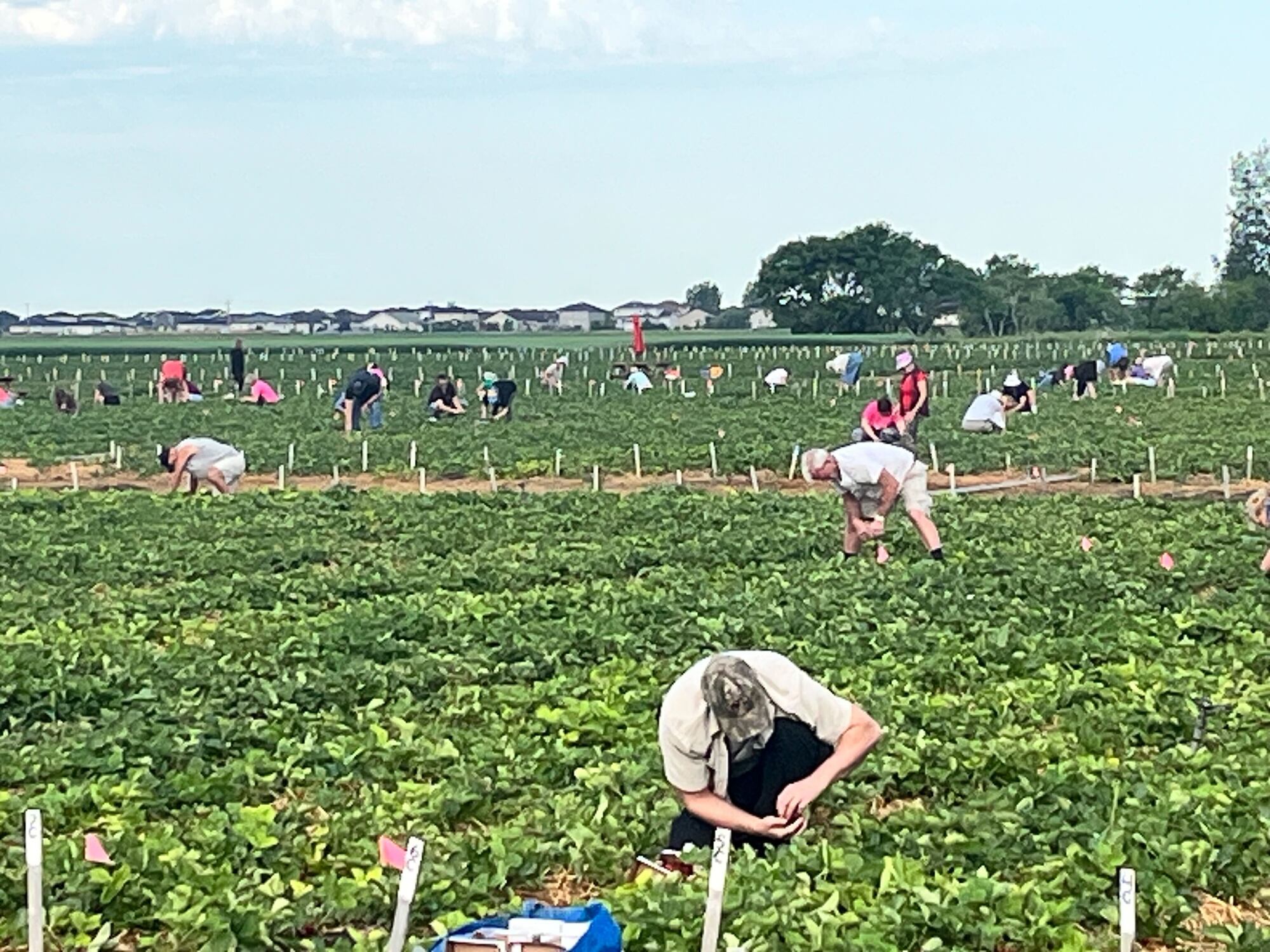 Berry picking season in Manitoba – CTVNews