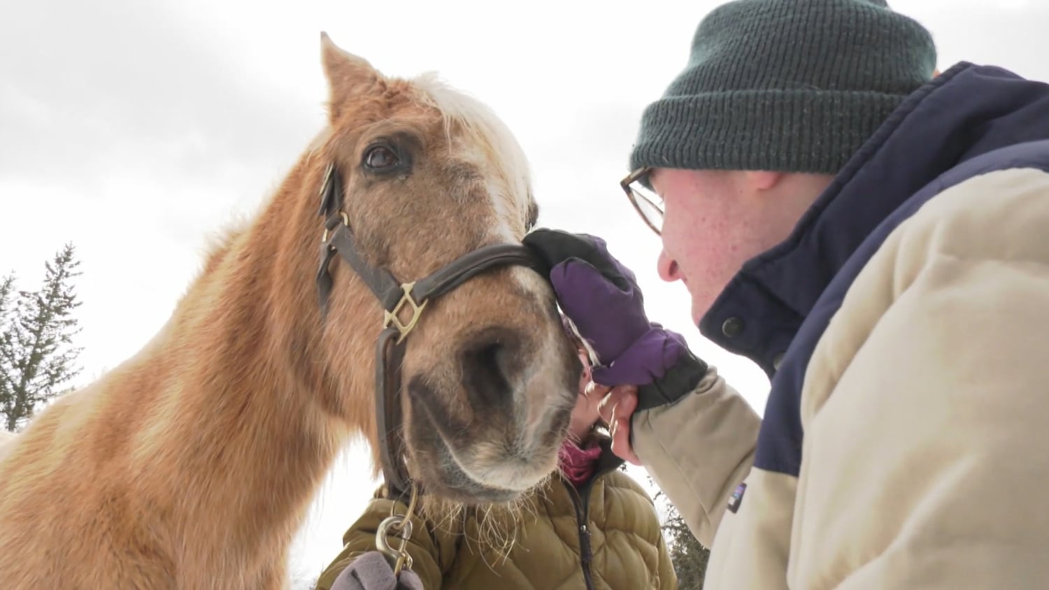 Canmore horse therapy ranch helps those with special needs – CTVNews