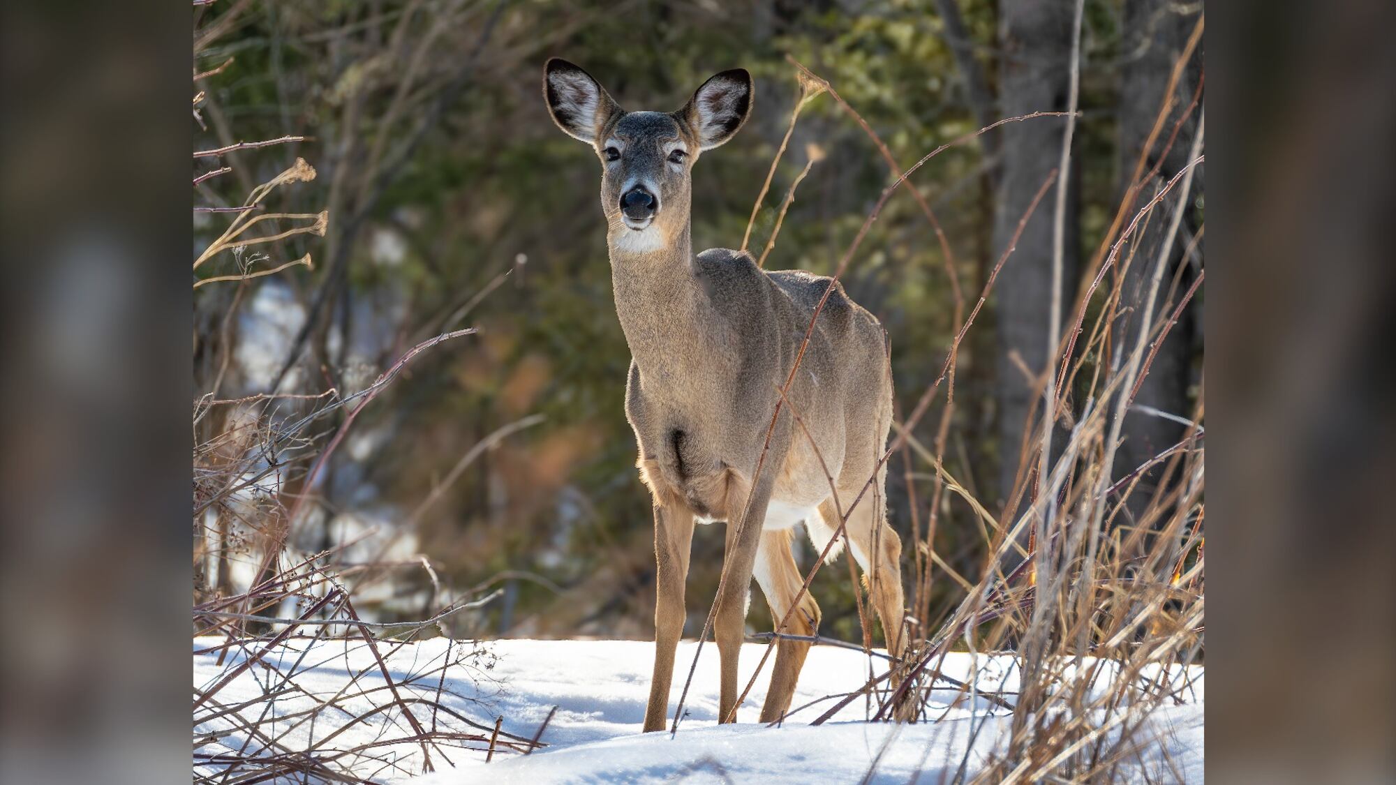 Spring in northern Ontario – CTVNews