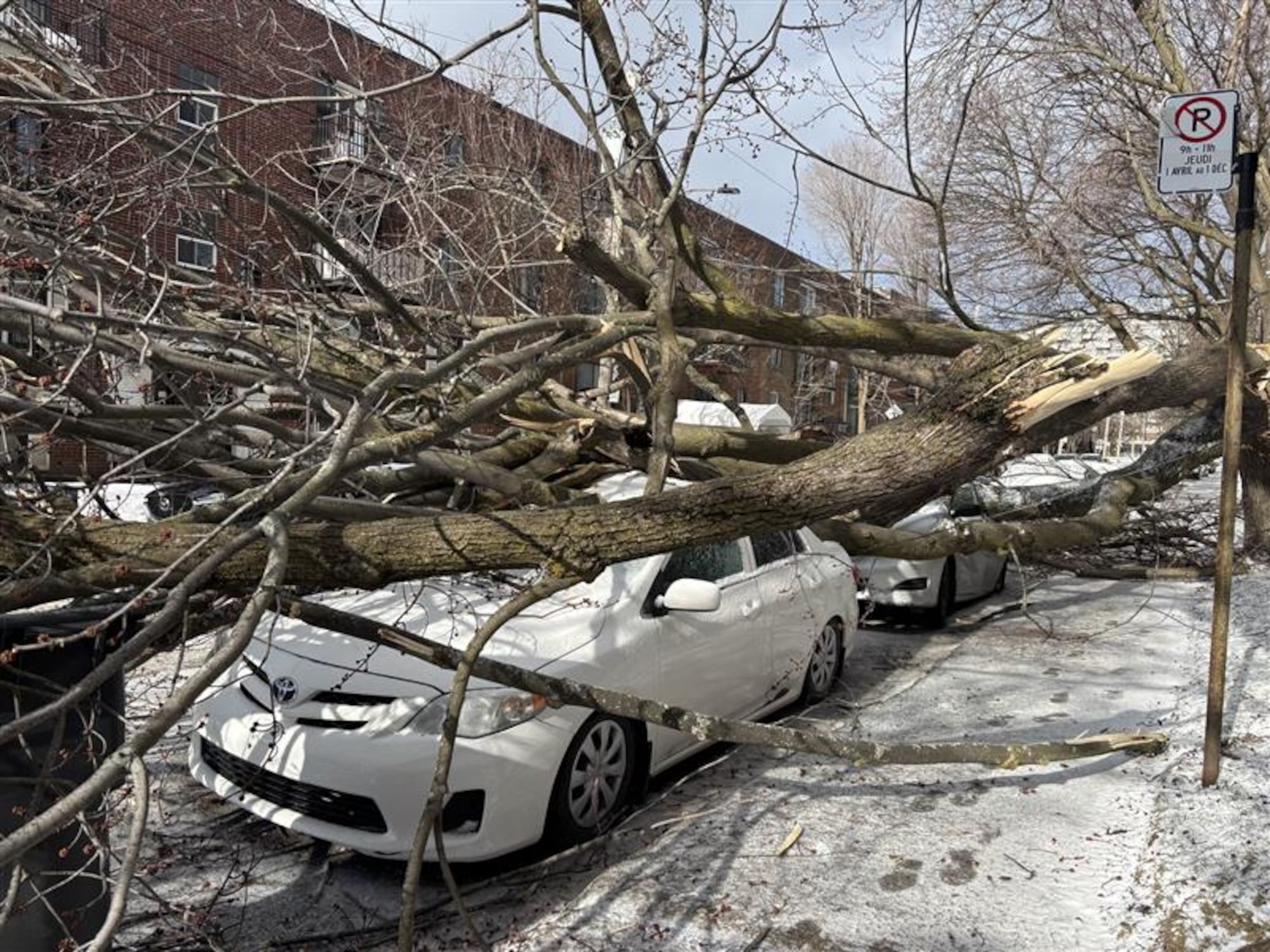 Strong winds down trees in Montreal – CTVNews