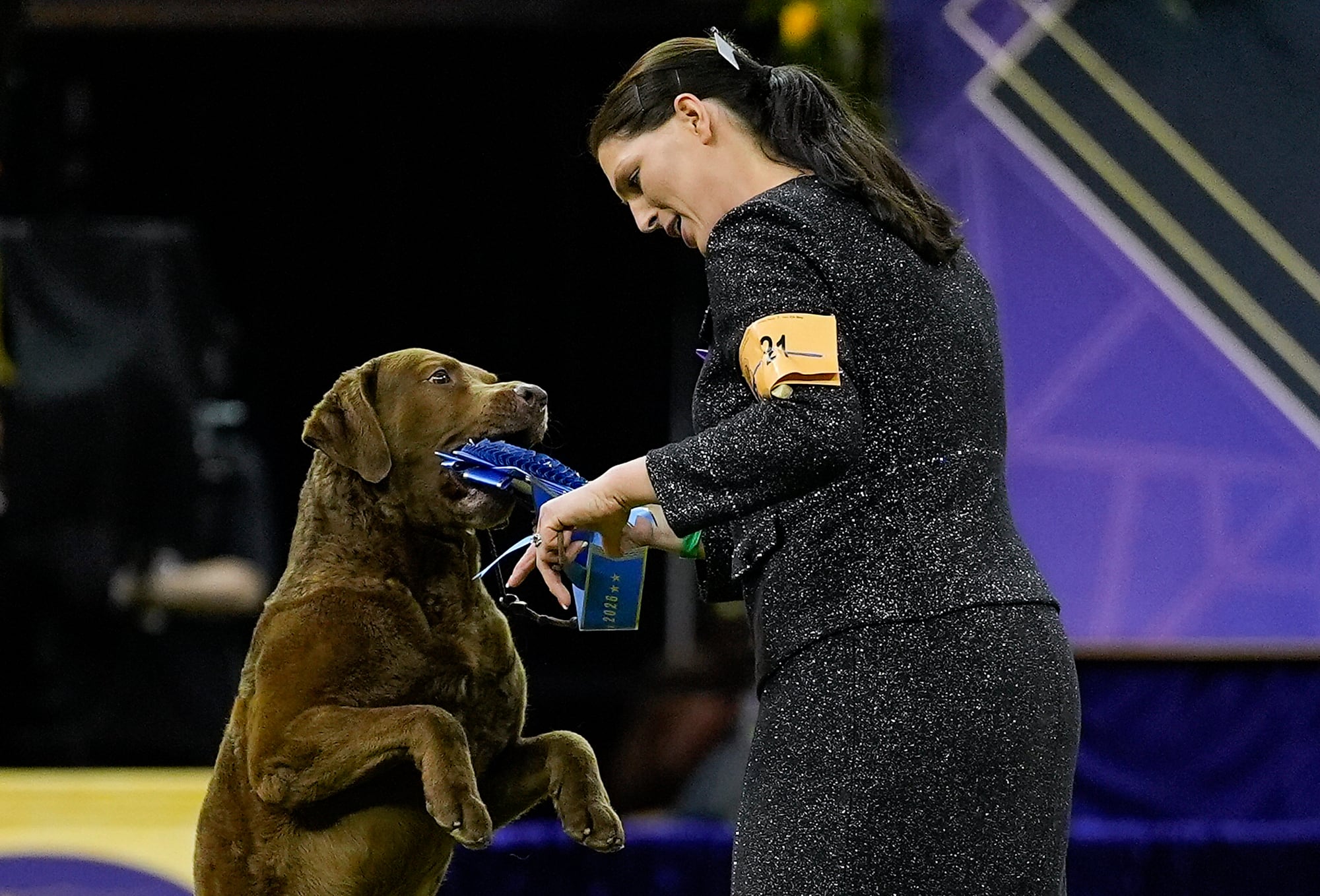 These are the top dogs at the Westminster Kennel Club Dog Show – CTVNews