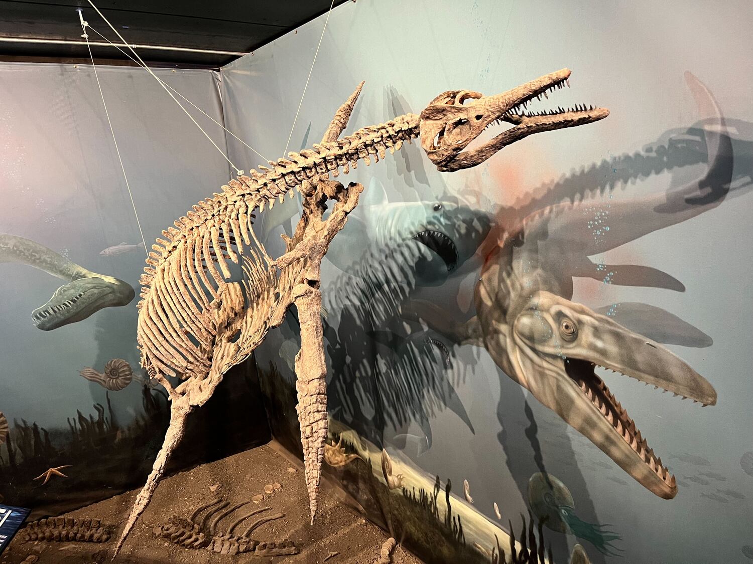 What's on display at the Canadian Fossil Discovery Centre – CTVNews