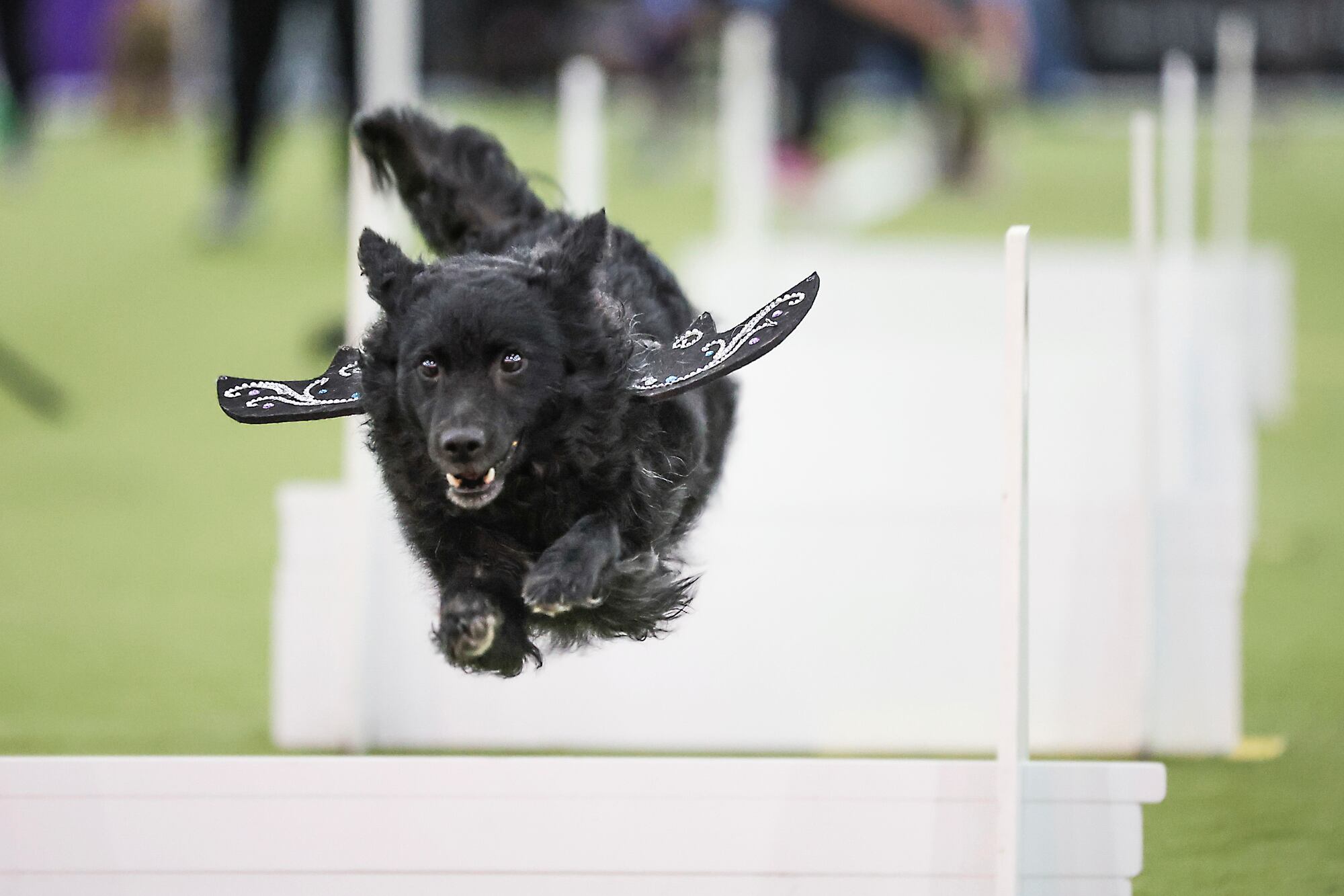 2025 Westminster Kennel Club dog show – CTVNews