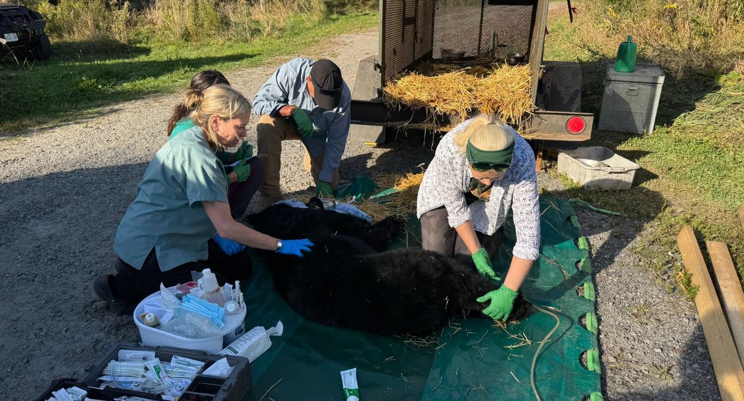 Bear With Us Centre for Bears – CTVNews