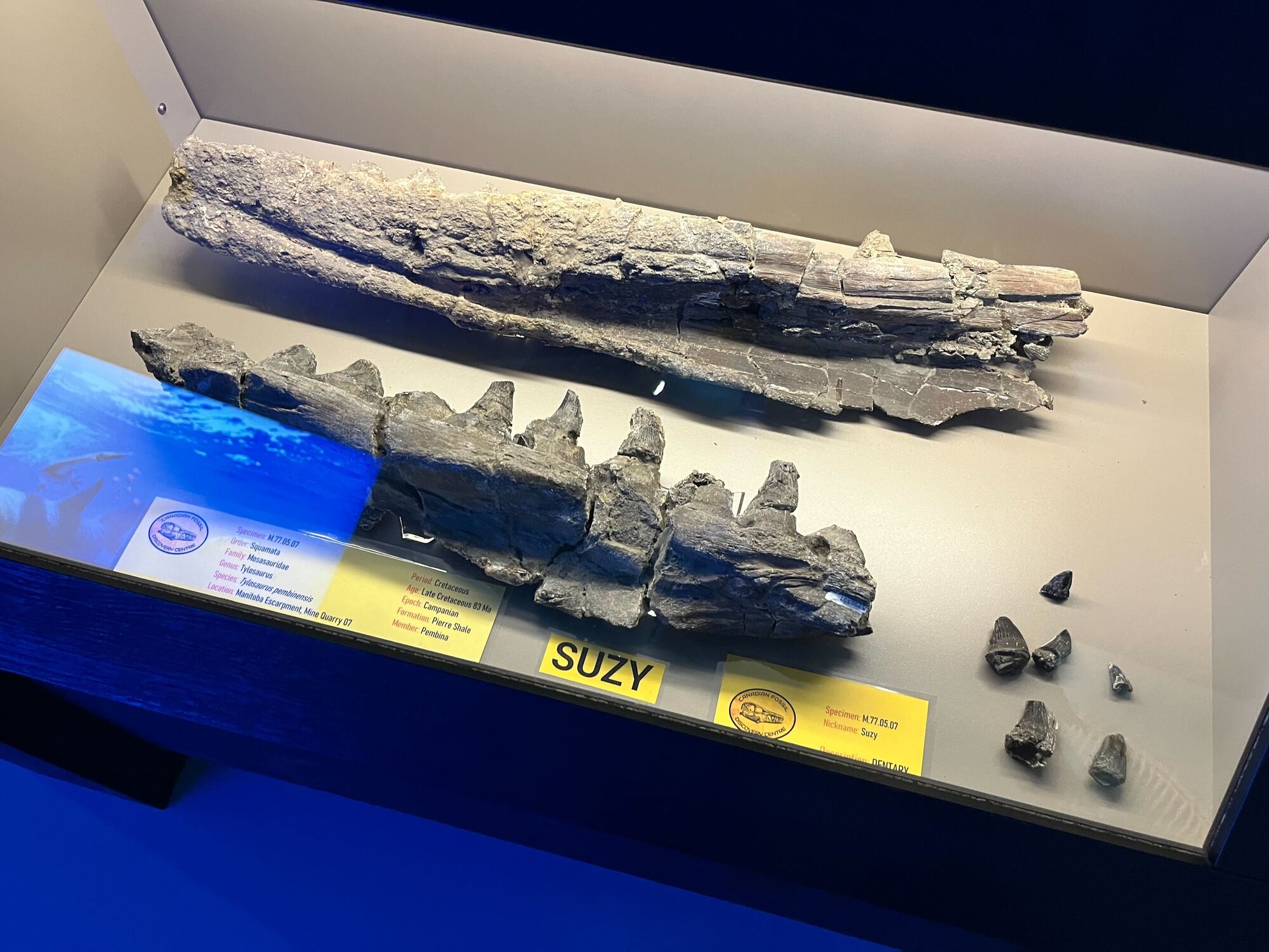 What's on display at the Canadian Fossil Discovery Centre – CTVNews