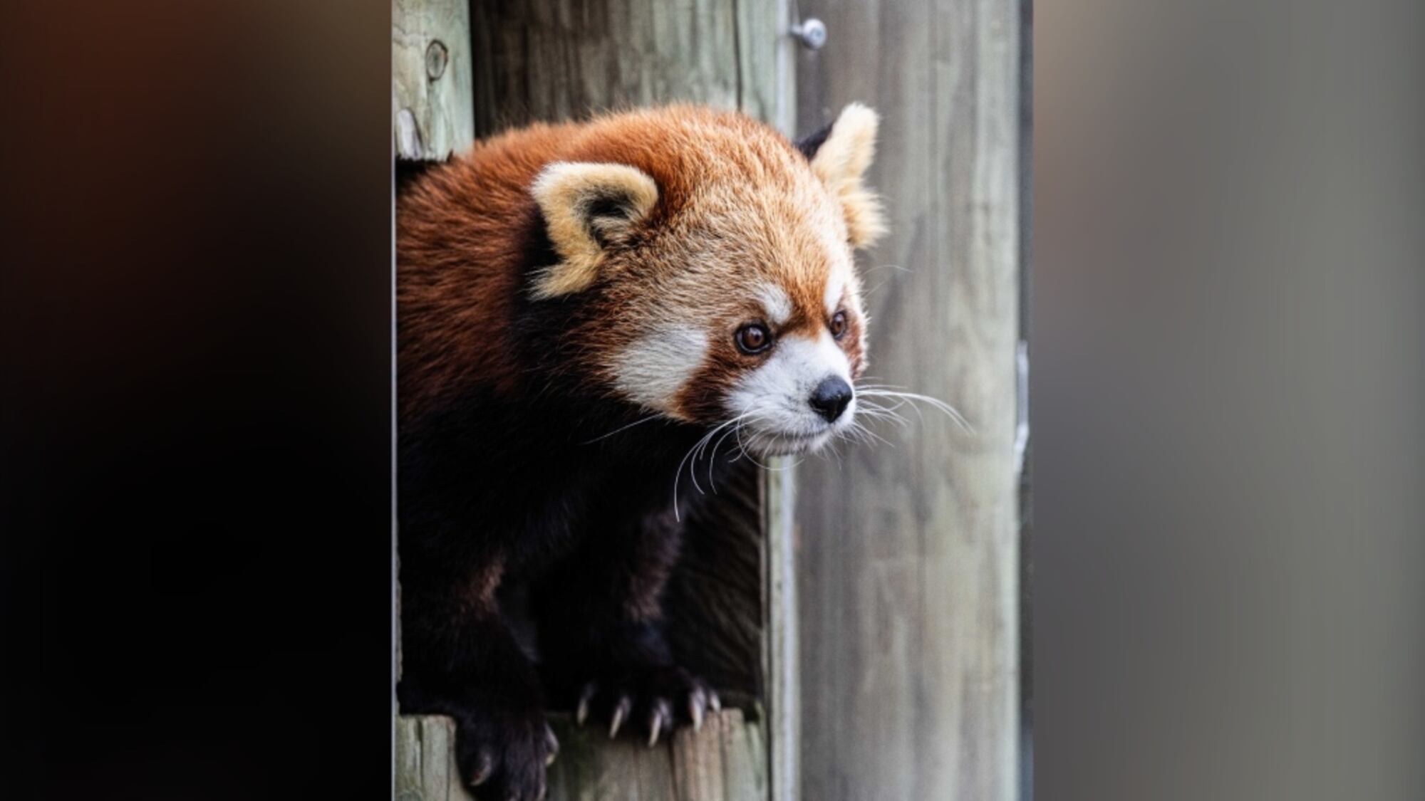 Baby animals born at the Toronto Zoo – CTVNews