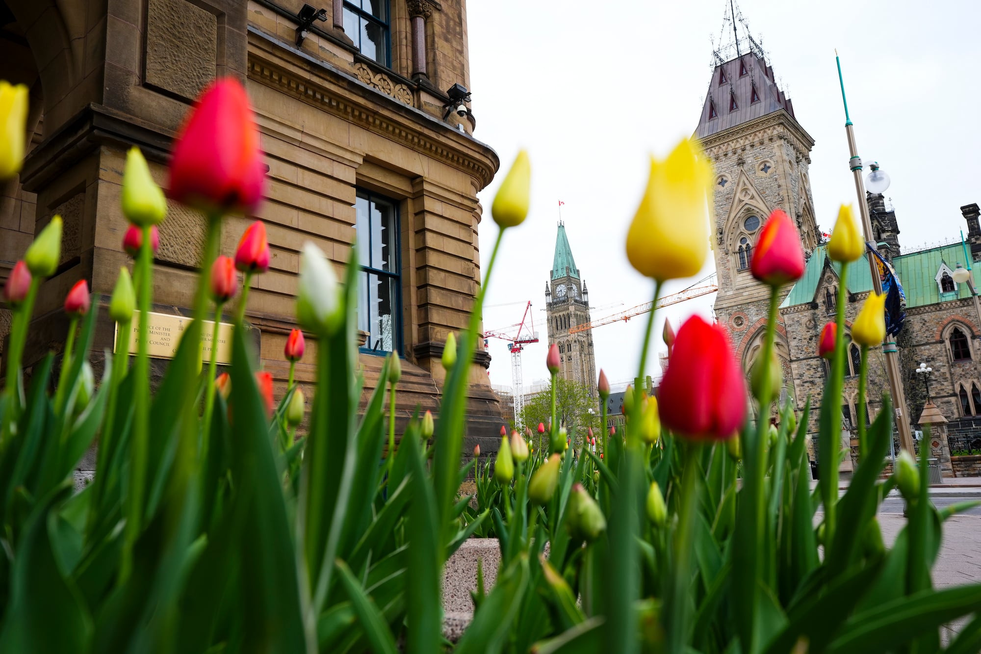 Blooms Brighten Ottawa At The Canadian Tulip Festival Ctvnews