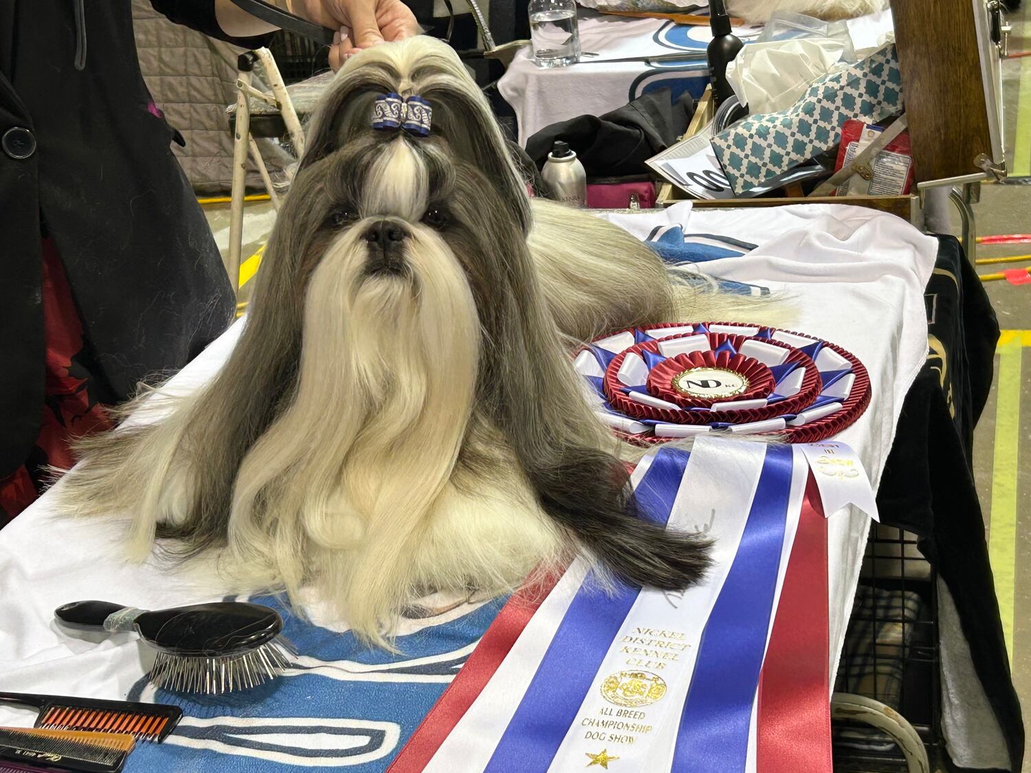 Nickel District Kennel Club dog show – CTVNews