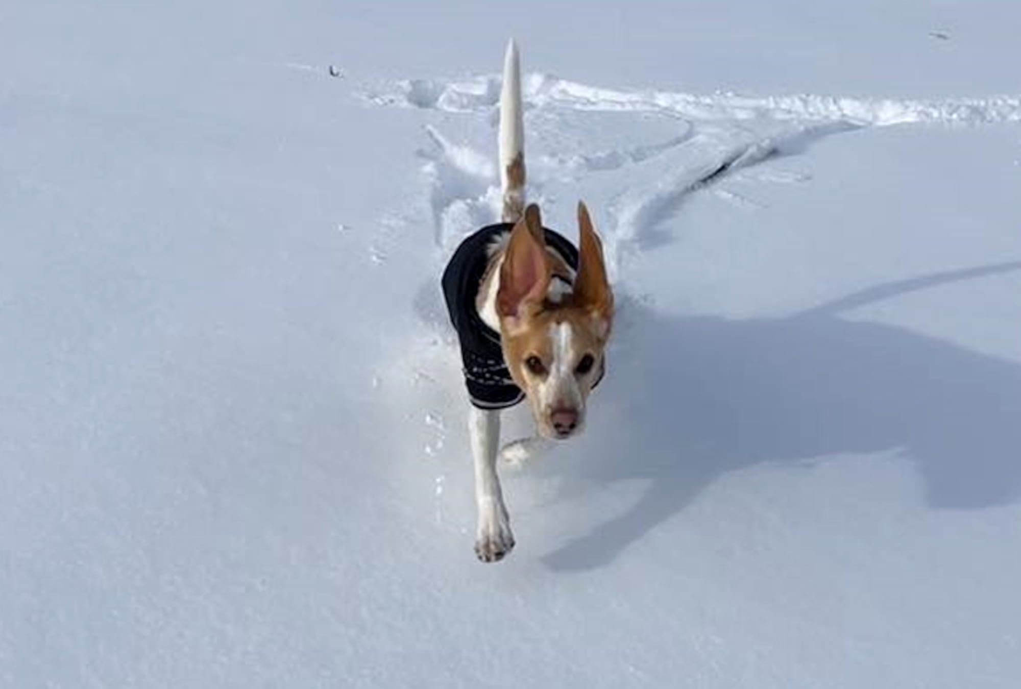 January Dogs of the Day – CTVNews