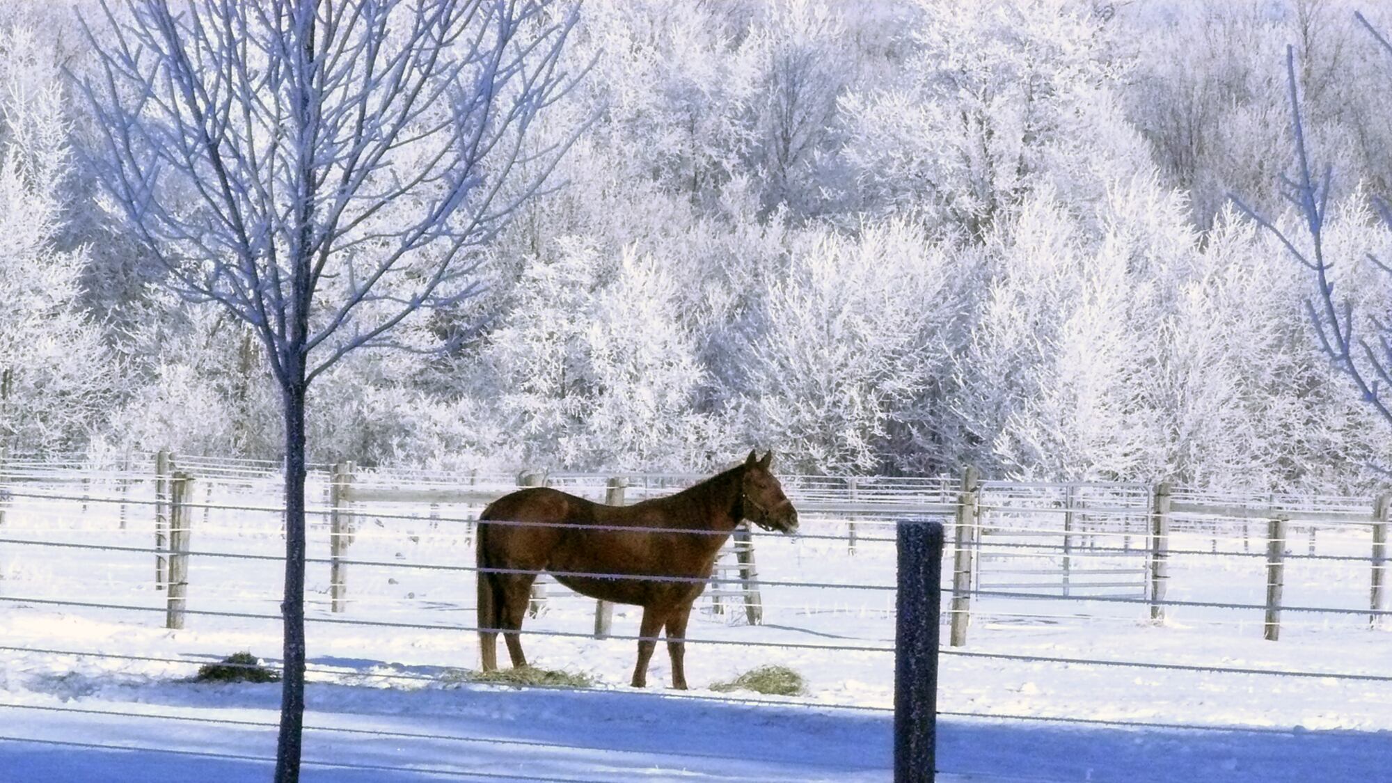 Picture This: Snowy Scenes – CTVNews