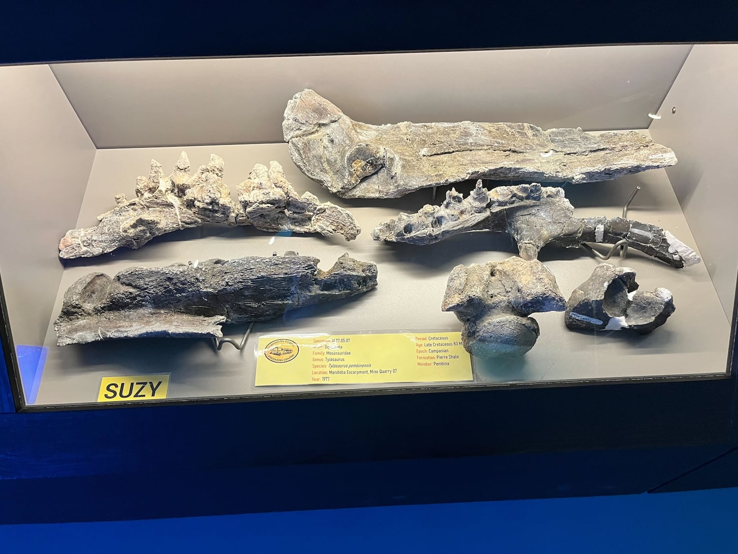 What's on display at the Canadian Fossil Discovery Centre – CTVNews
