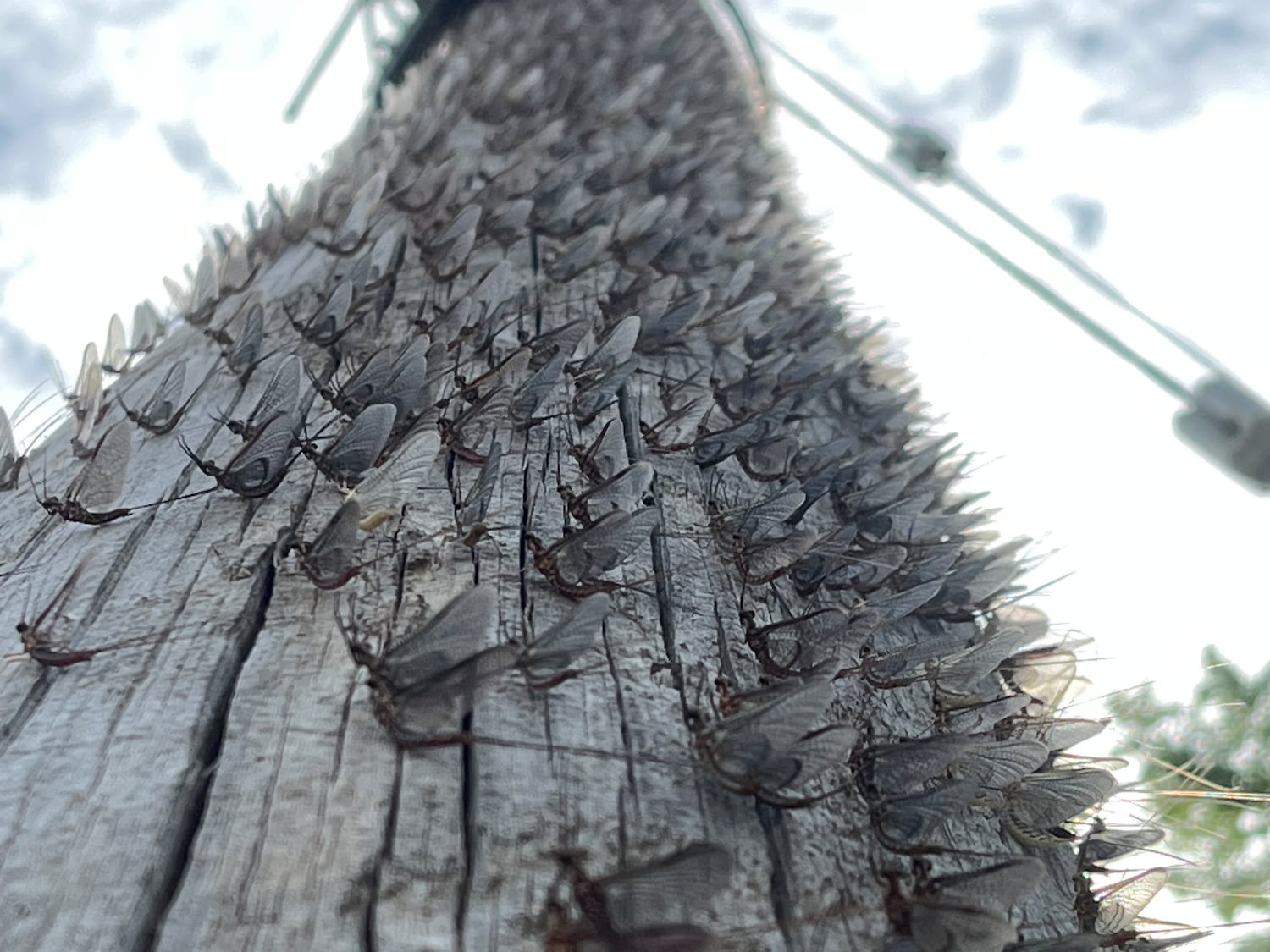 Fish flies in Leamington Ont. – CTVNews