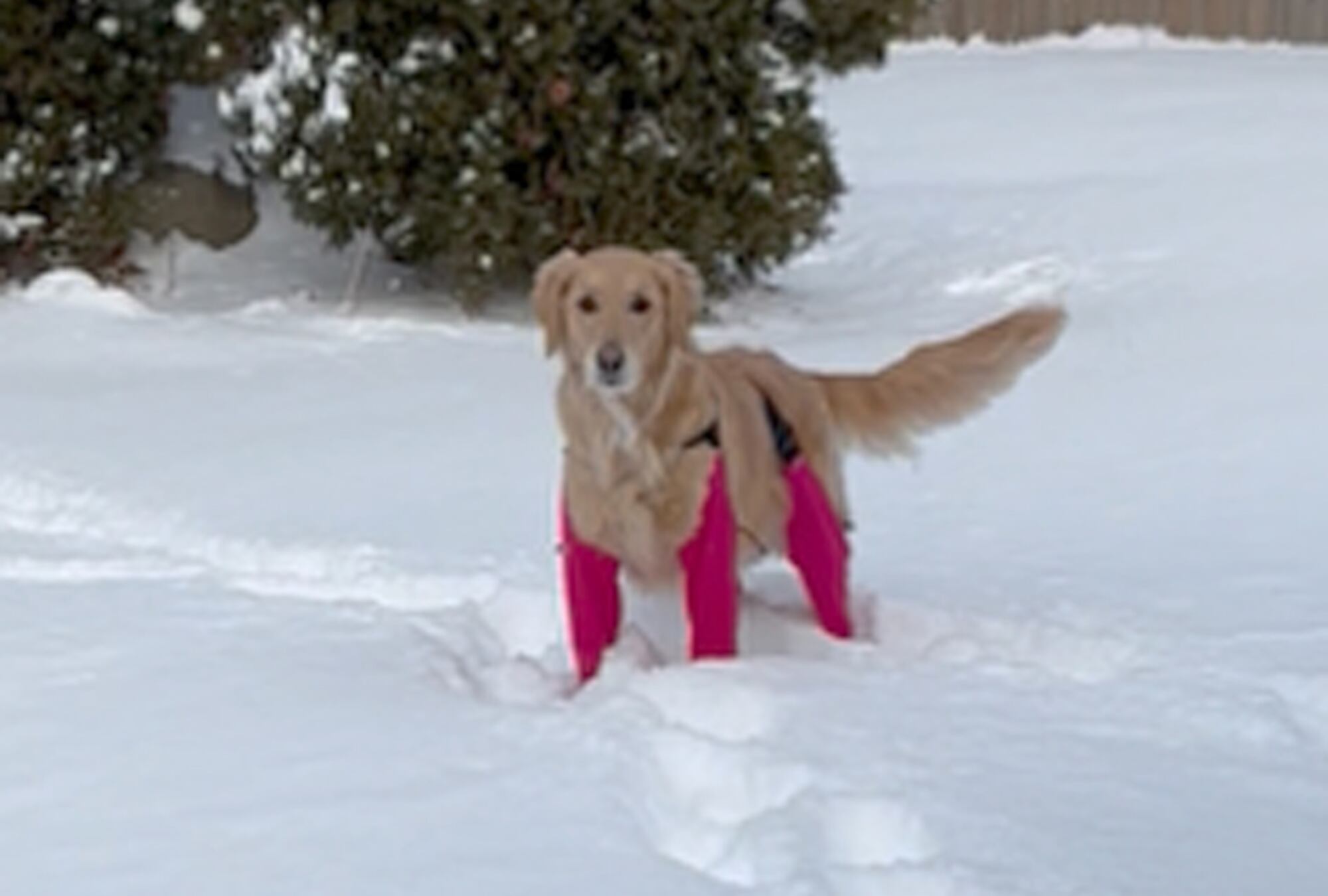 January Dogs of the Day – CTVNews