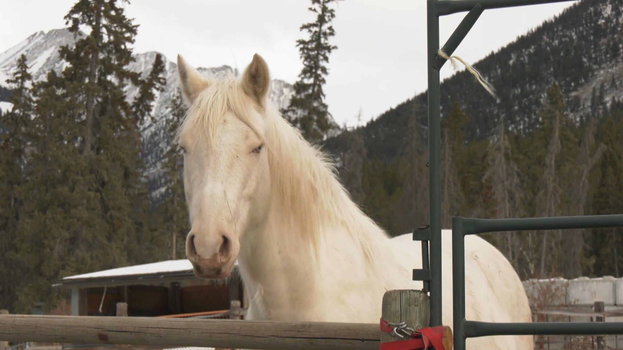 Canmore horse therapy ranch helps those with special needs – CTVNews