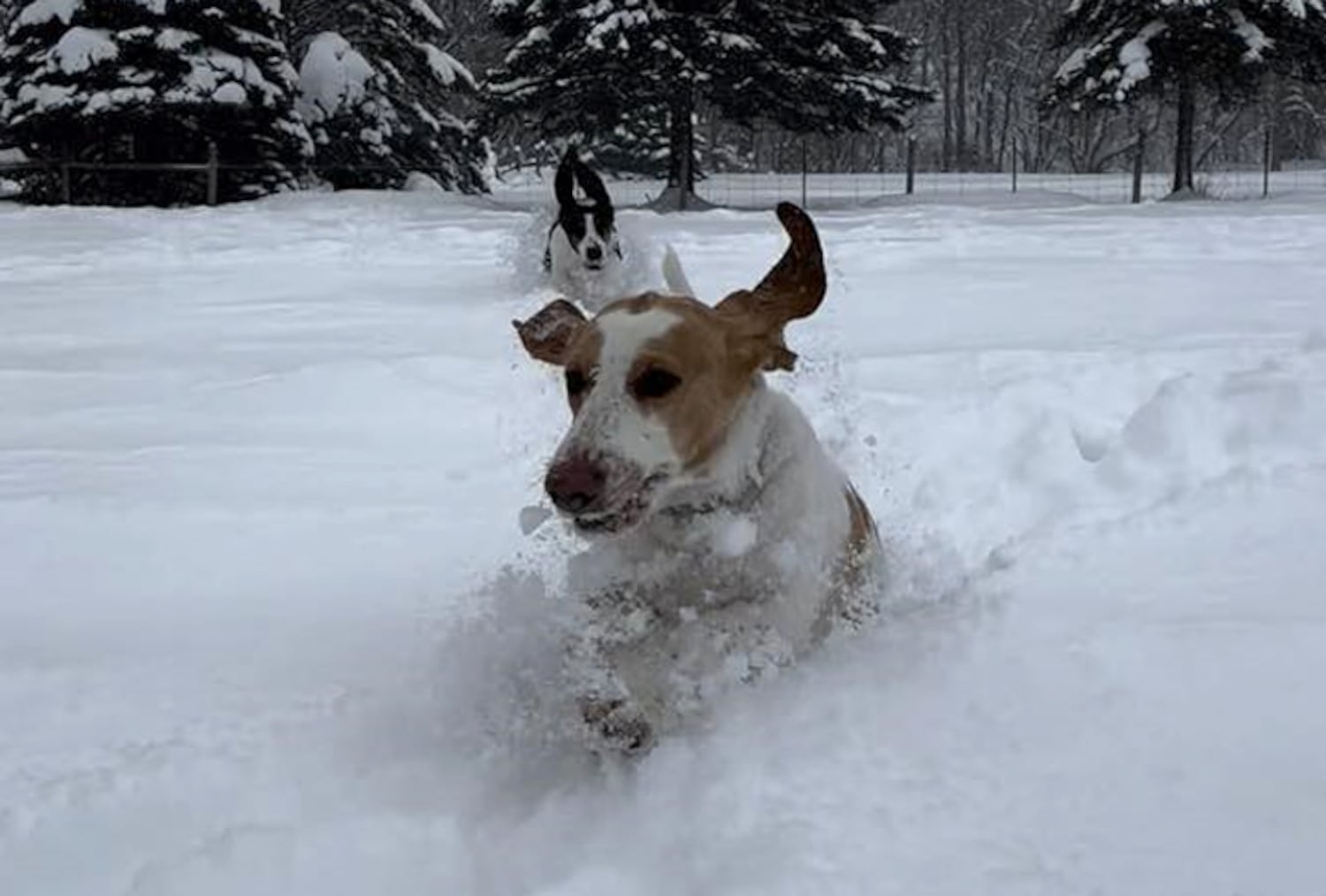 January Dogs of the Day – CTVNews
