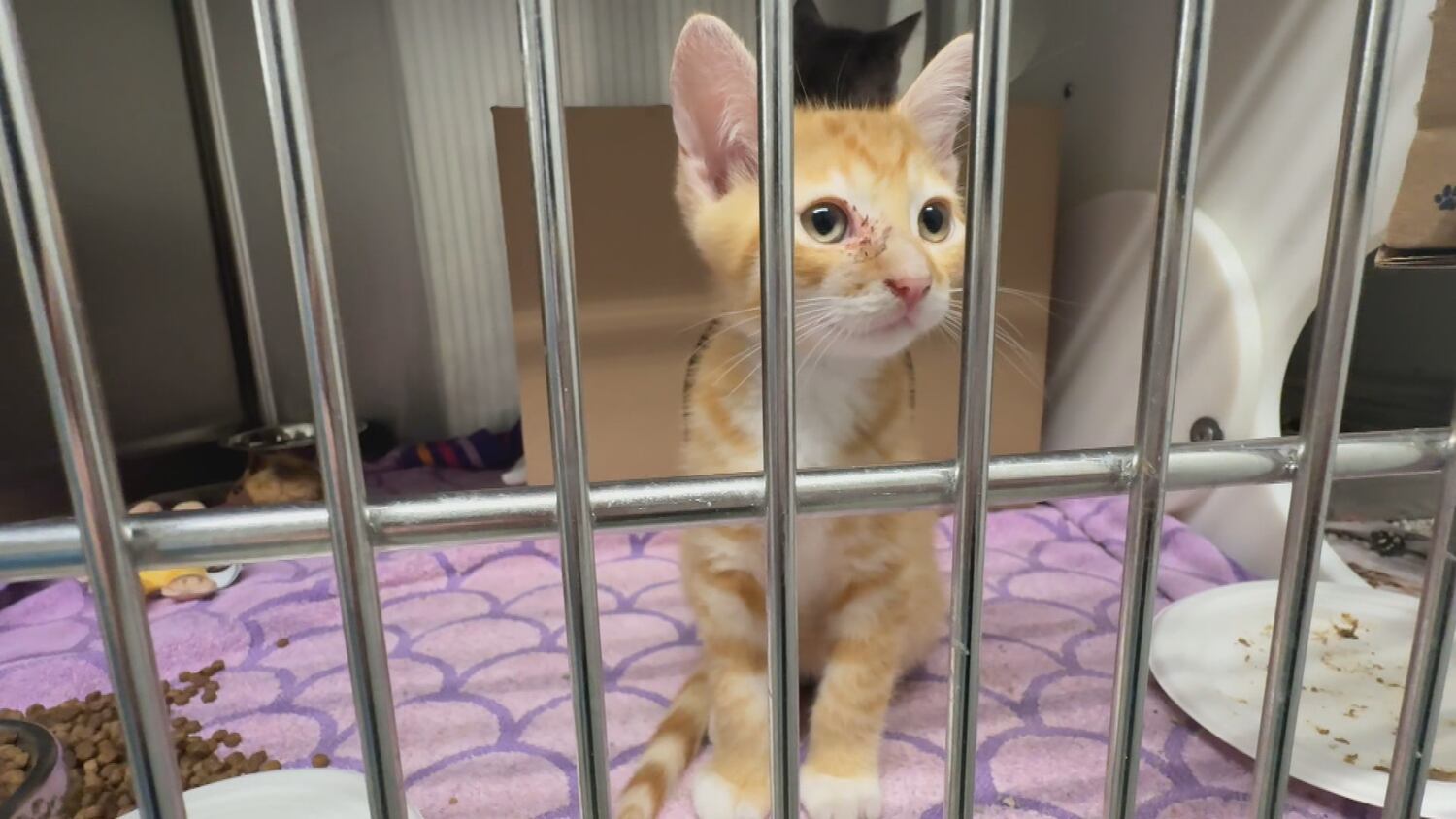 Ottawa Humane Society caring for kittens found in box – CTVNews