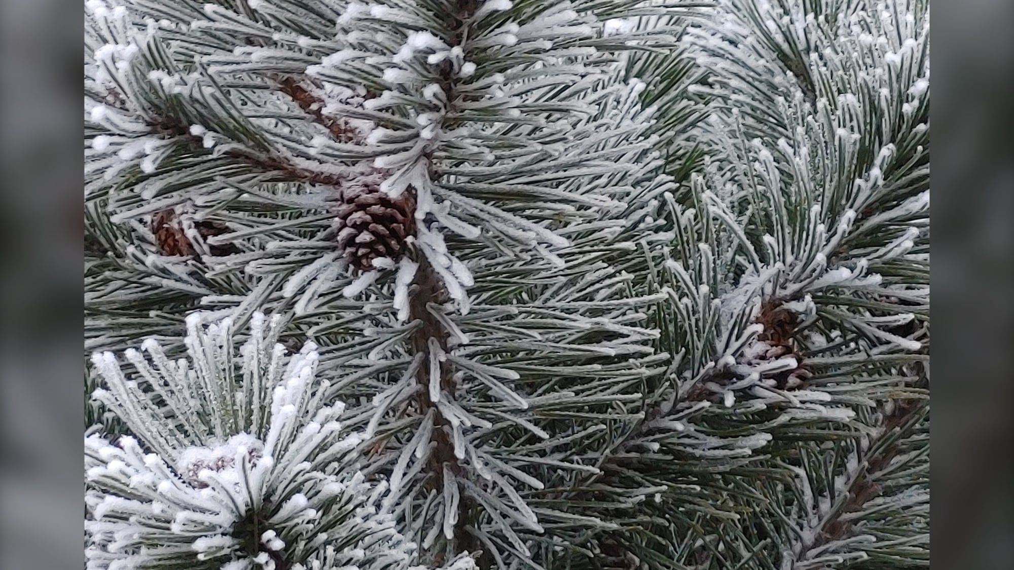 The difference between hoarfrost and rime ice – CTVNews