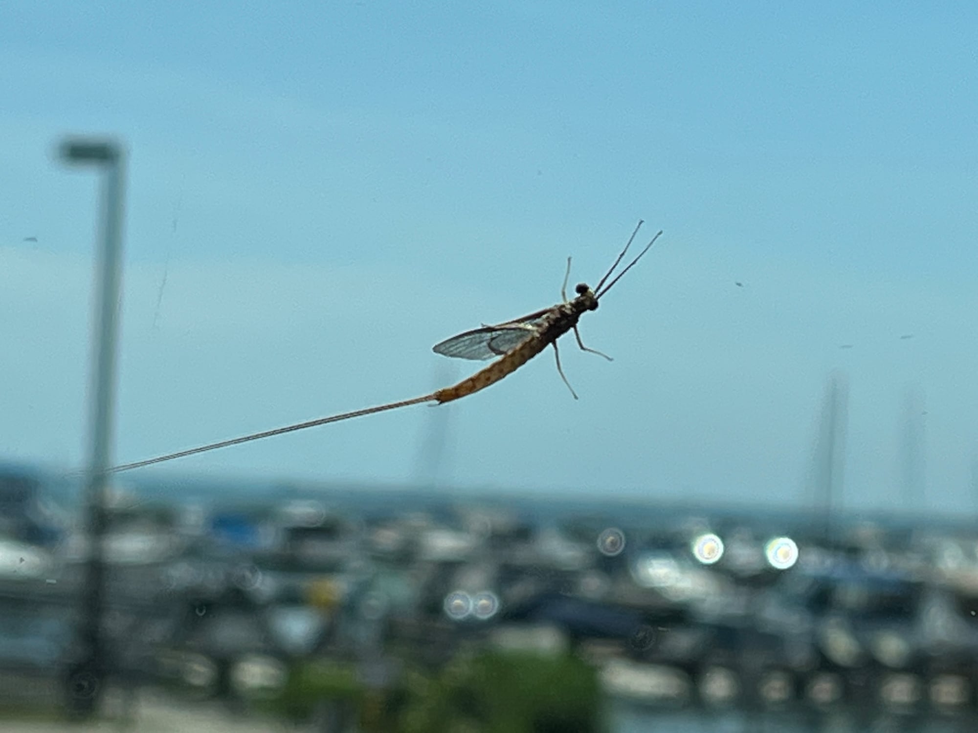 Fish flies in Leamington Ont. – CTVNews