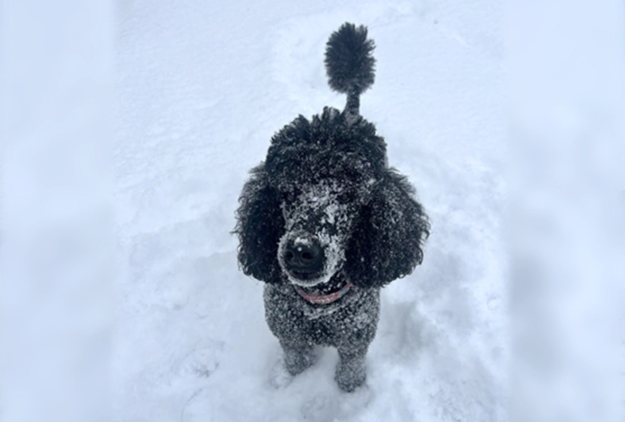 February Dogs of the Day – CTVNews