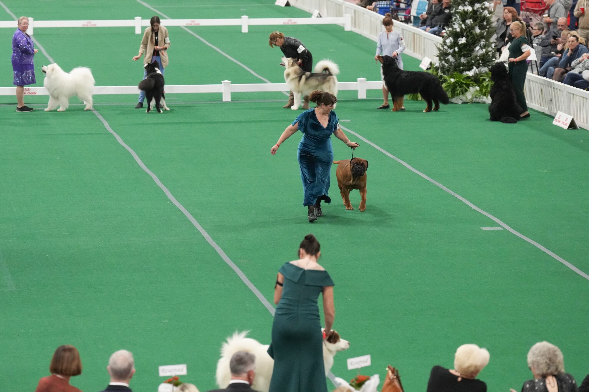 2025 Crown Classic National Championship Dog Show: Furry faces and ...