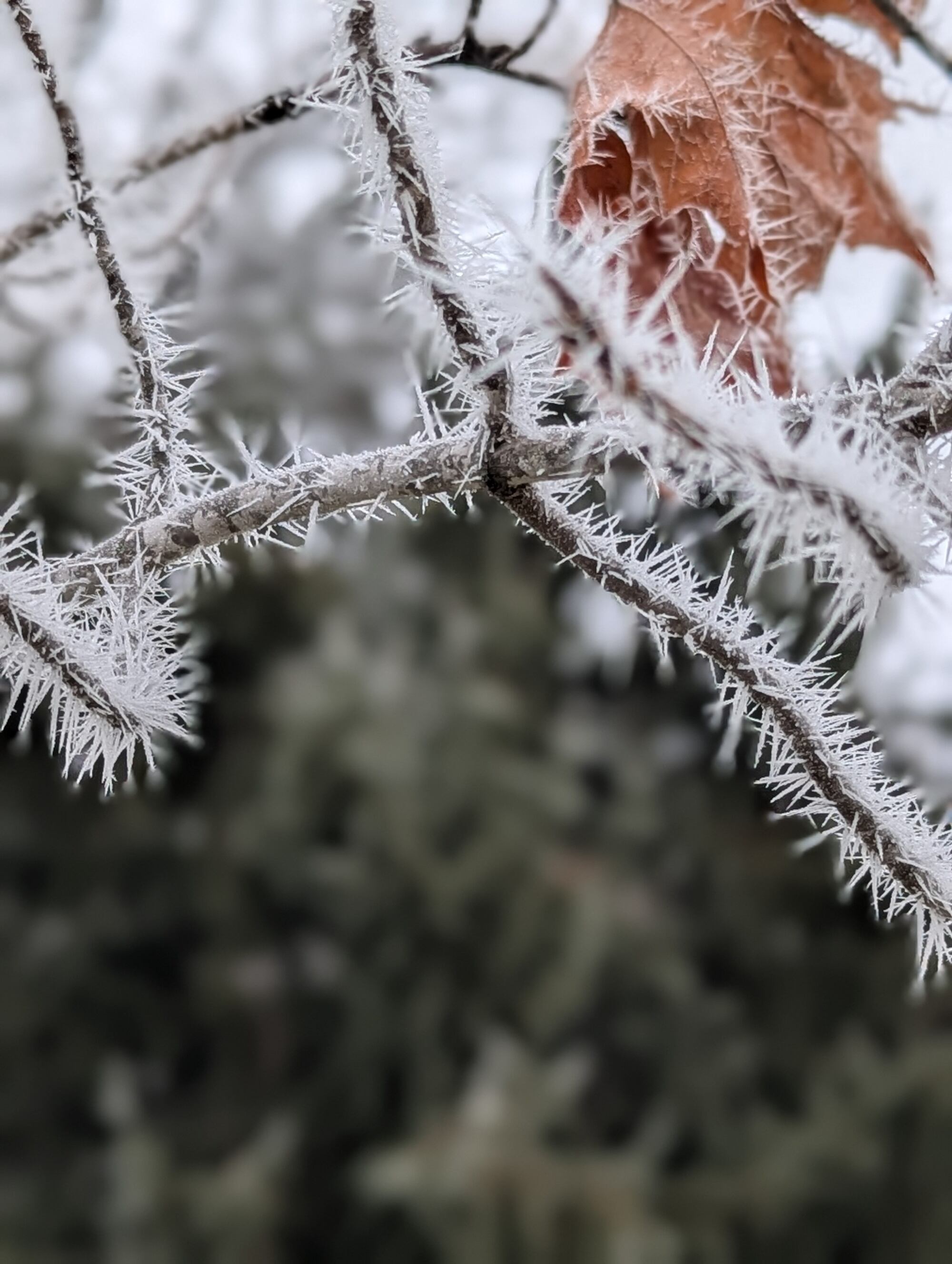 Ice fog coats Ottawa in a layer of frost – CTVNews