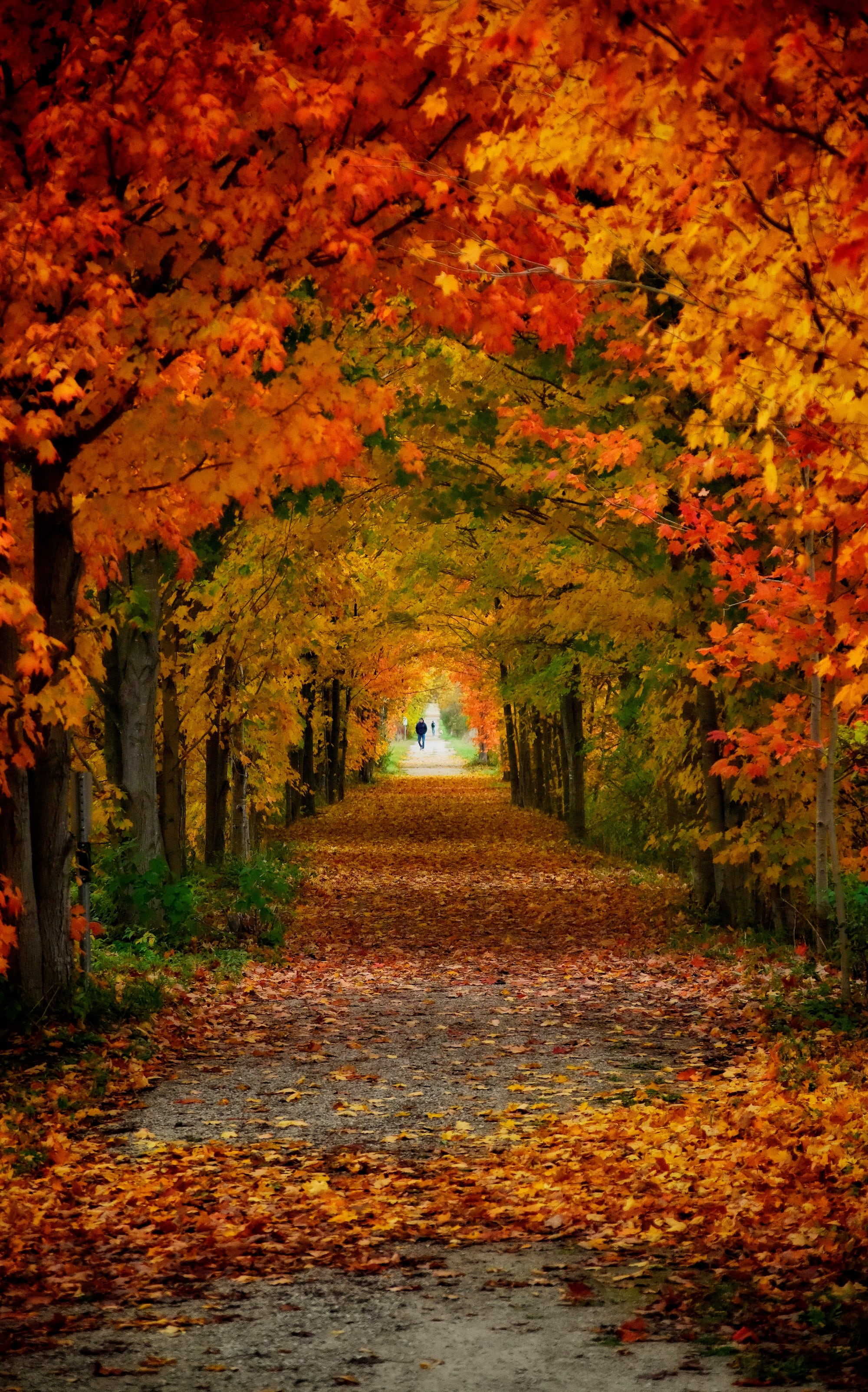 Fall foliage in southern Ontario – CTVNews