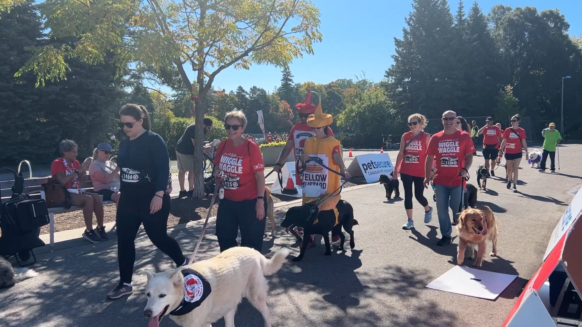 So many dogs at the Wiggle Waggle Walk and Run – CTVNews