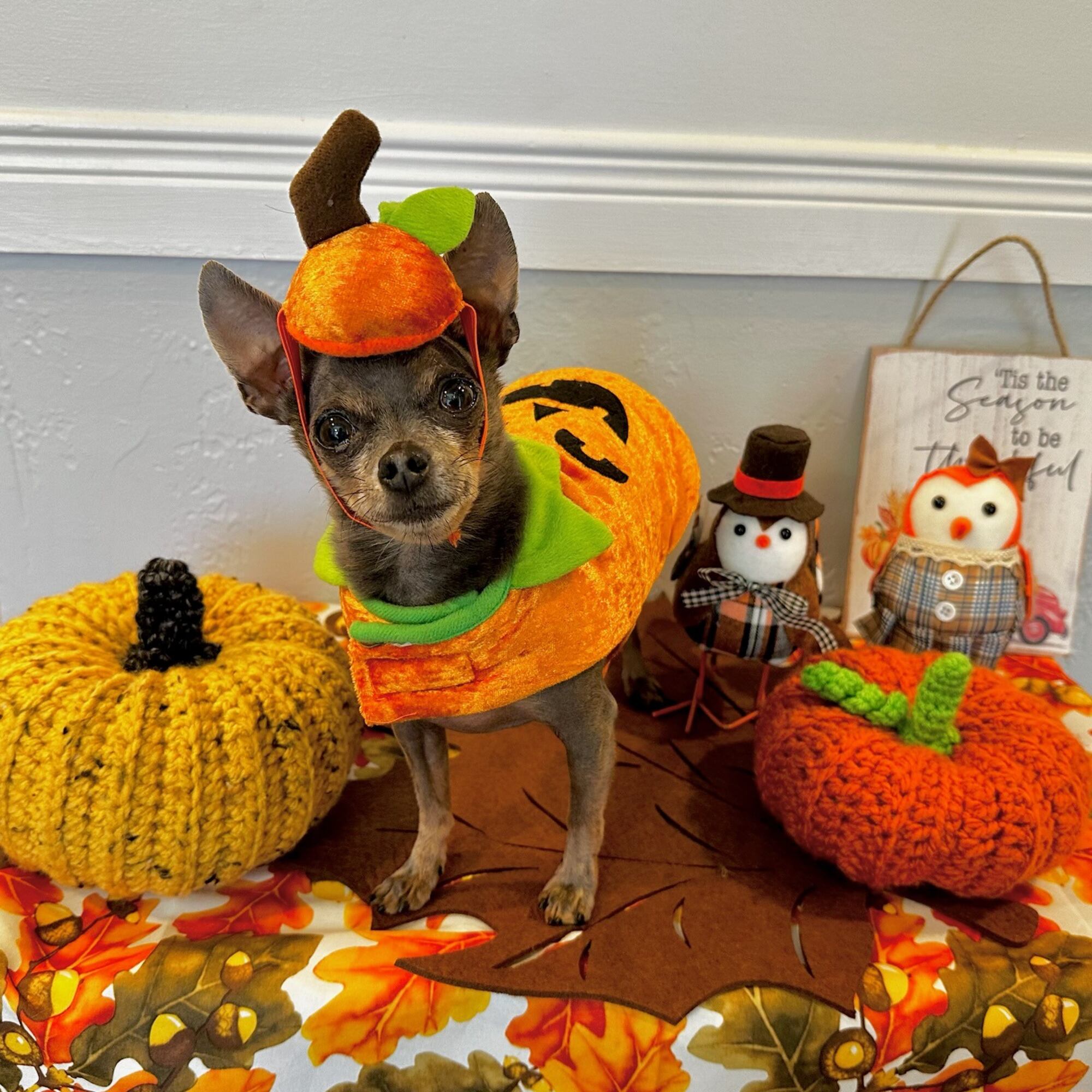 Fall fun with furry friends – CTVNews