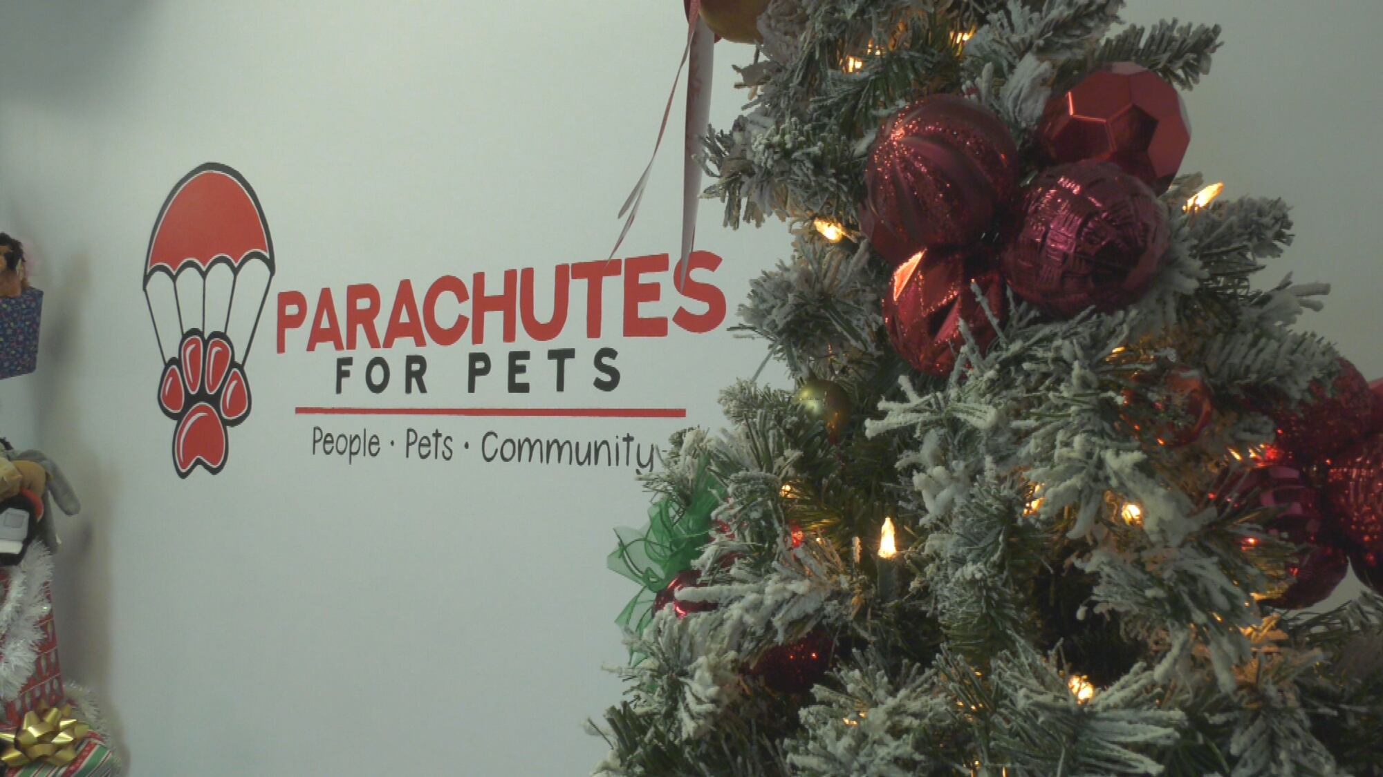 Parachutes for Pets Edmonton – CTVNews