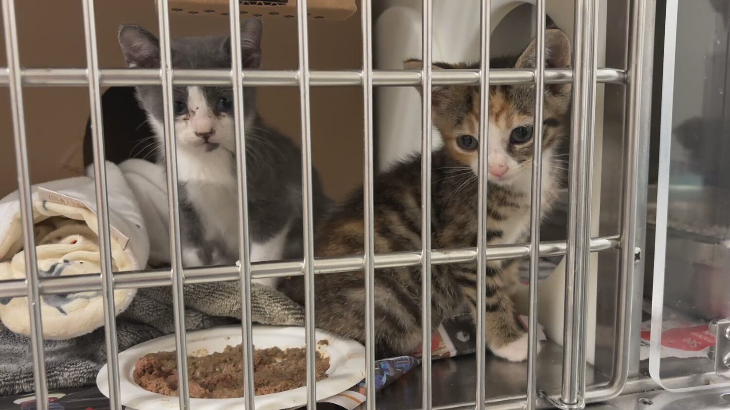 Ottawa Humane Society caring for kittens found in box – CTVNews