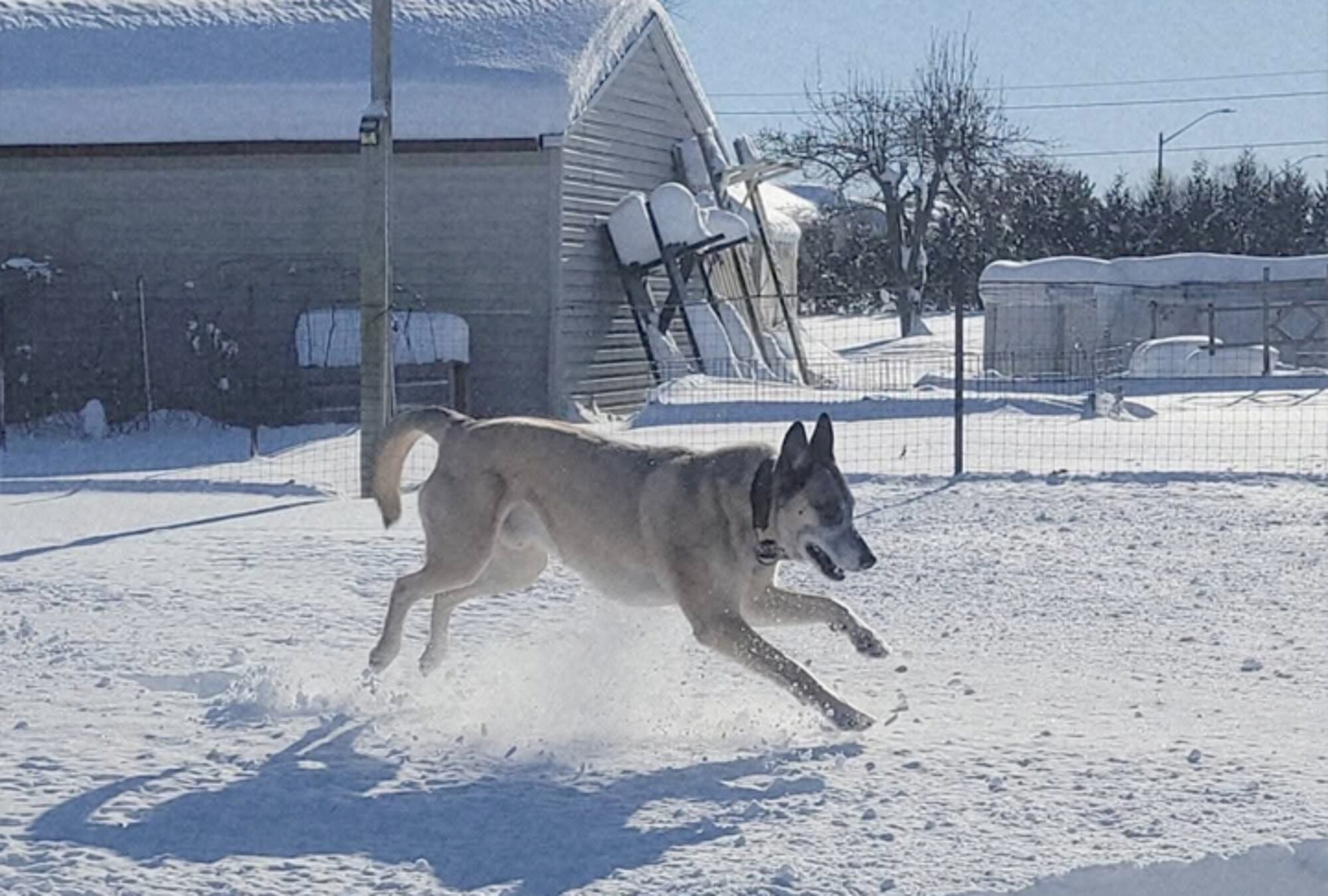 January Dogs of the Day – CTVNews