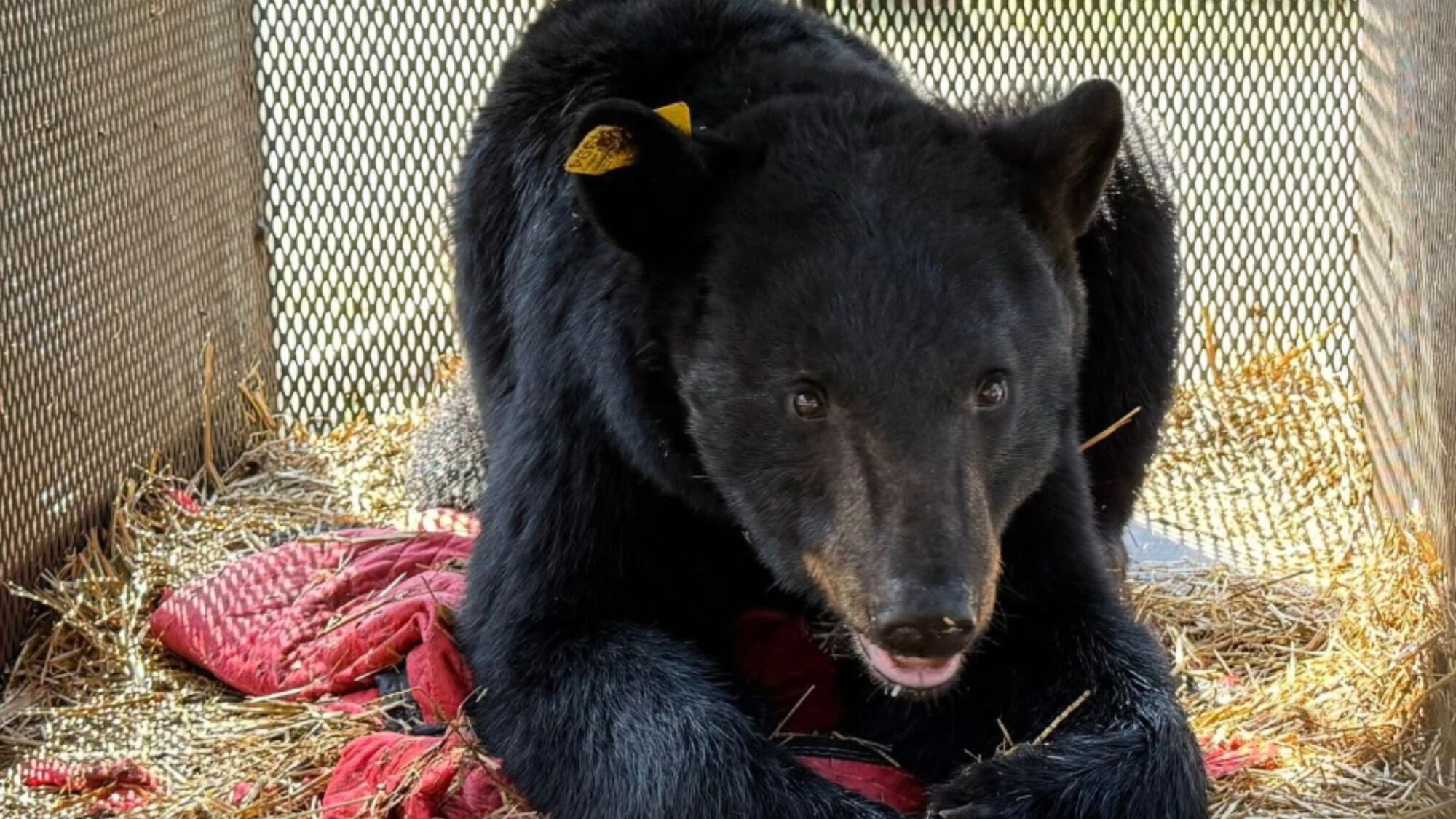 Bear With Us Centre for Bears – CTVNews